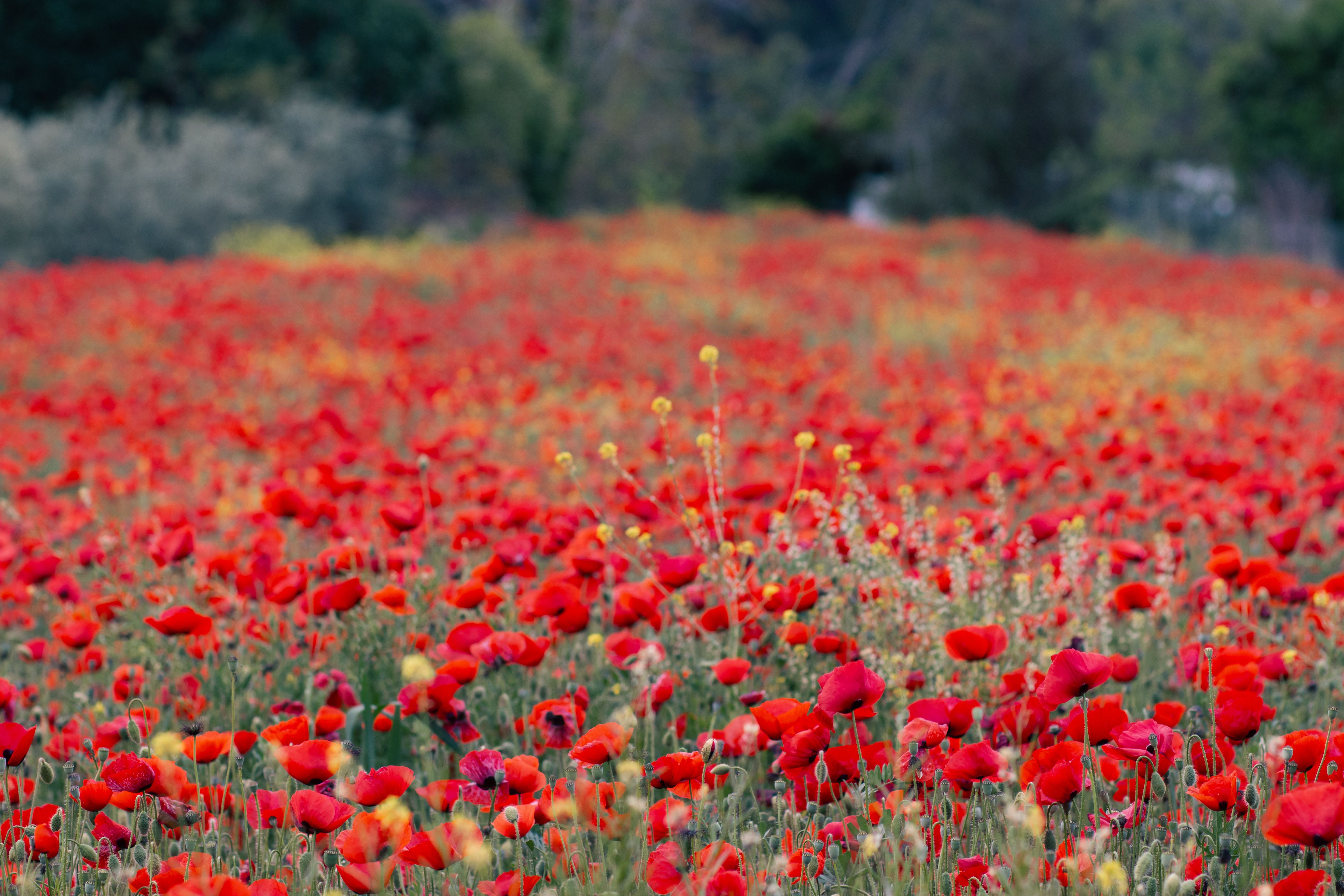 Vibrant Field of Red Poppies in Fethiye, Turkey · Free Stock Photo