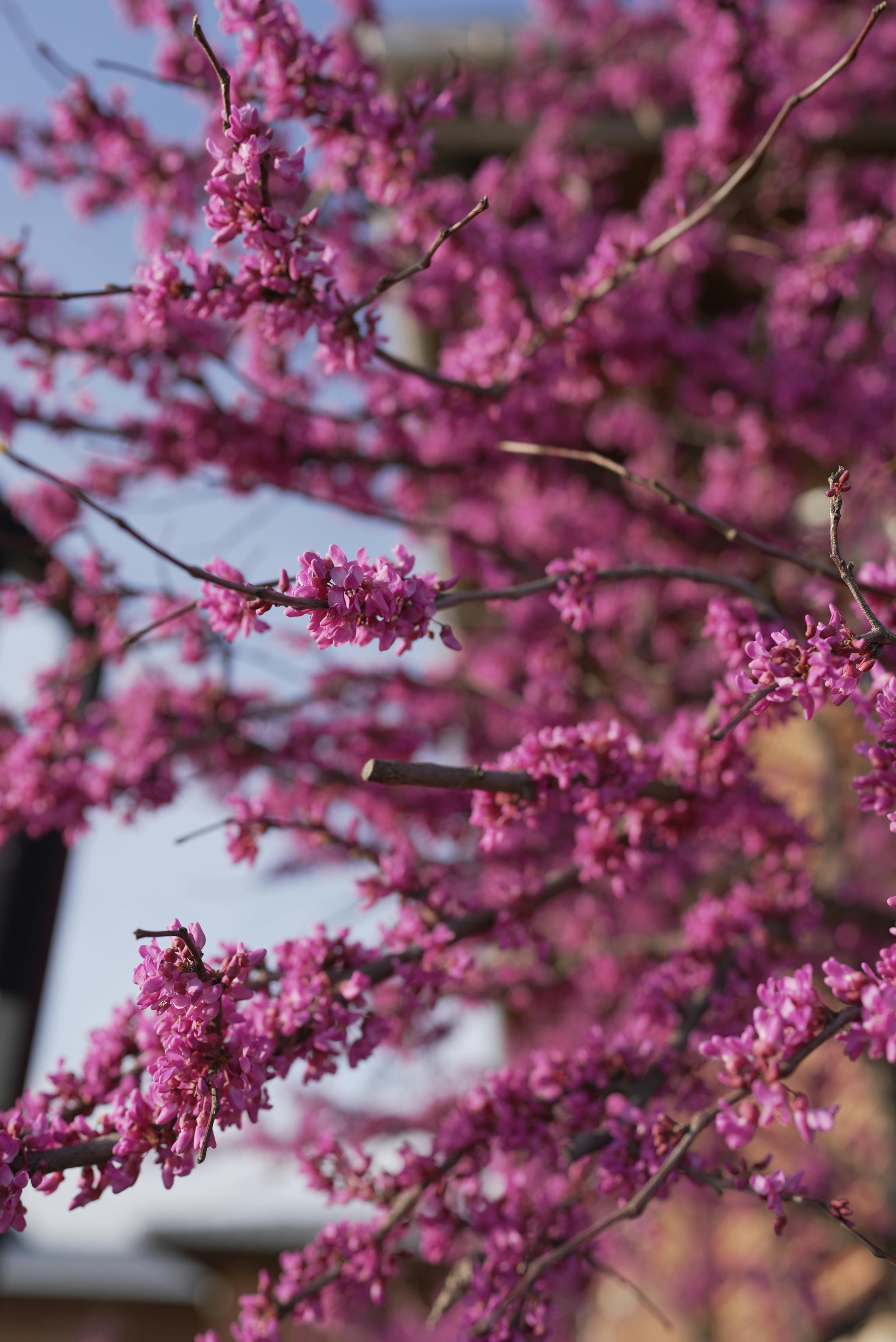 Bokeh Lkprd.Xyz Photos, Download The BEST Free Bokeh Lkprd.Xyz Stock ...