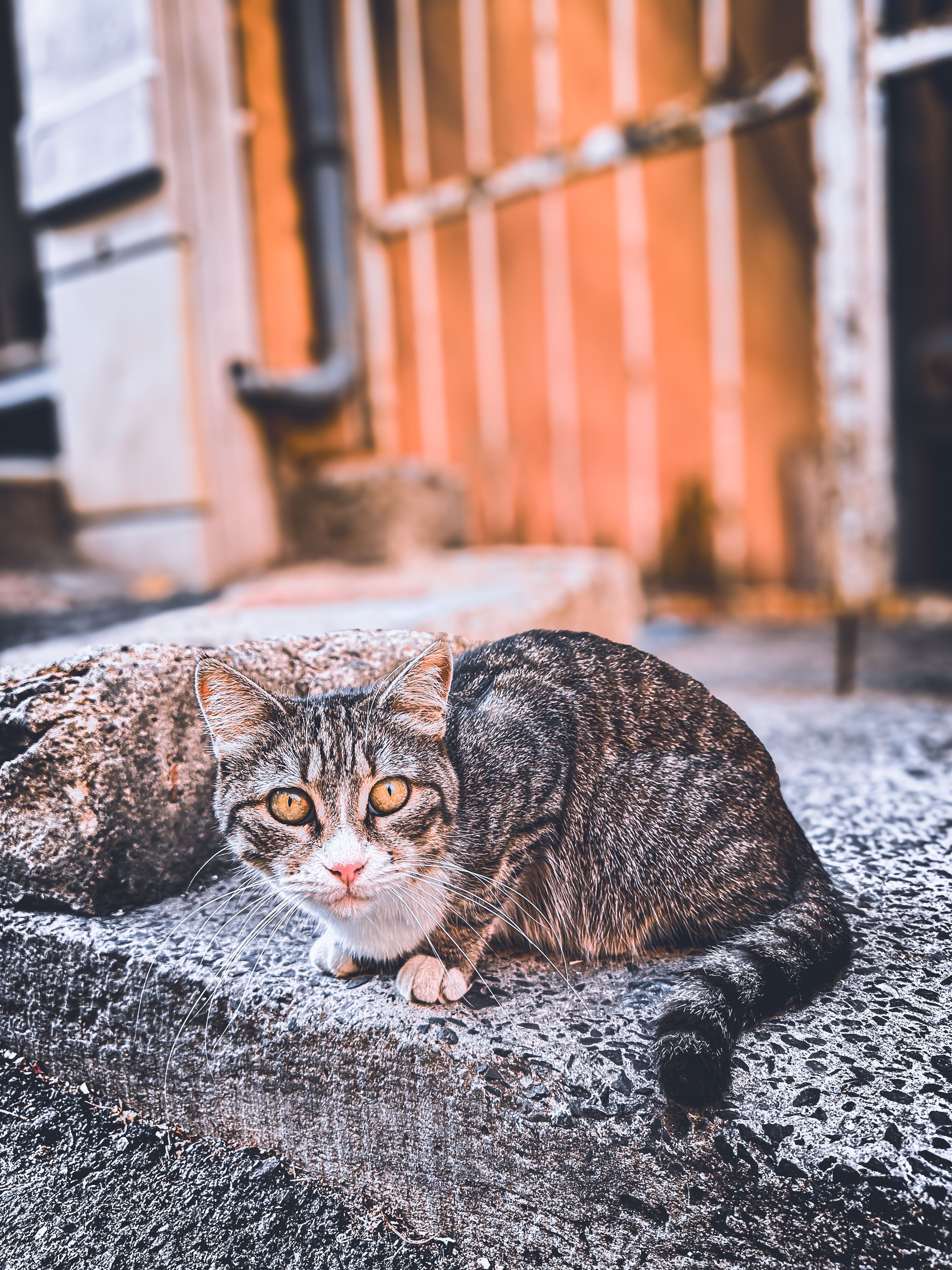 Gato De Rua Urbano Deitado No Pavimento De Concreto · Foto profissional ...