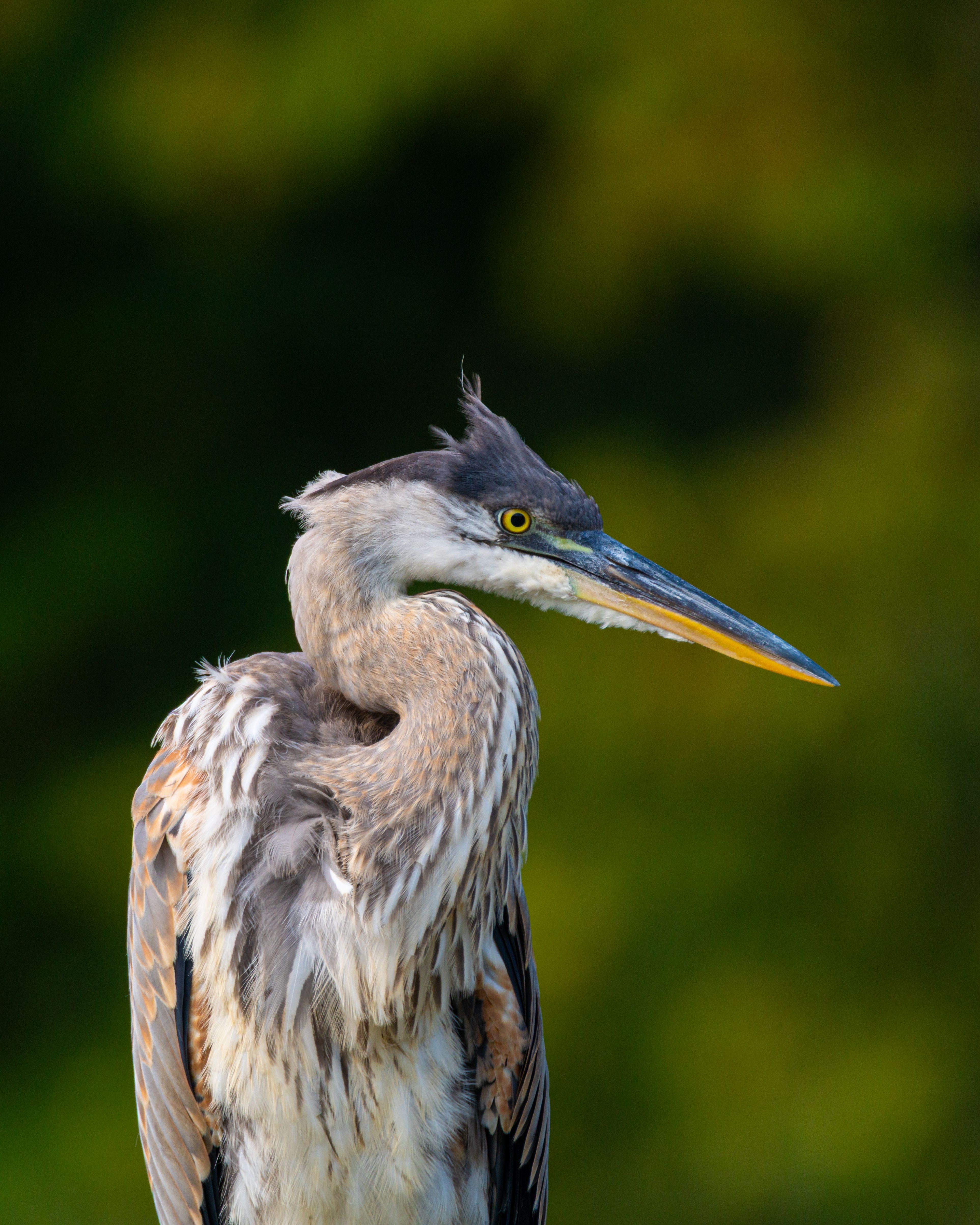 Wildlife Photograper Photos, Download The BEST Free Wildlife ...