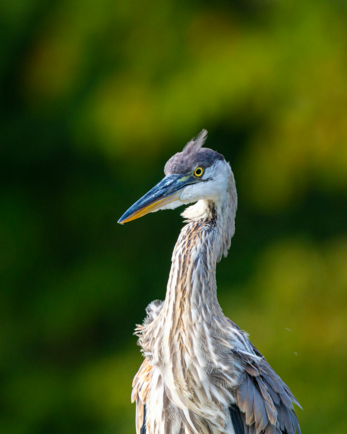 Blue Heron Pennsylvania Photos, Download The BEST Free Blue Heron ...