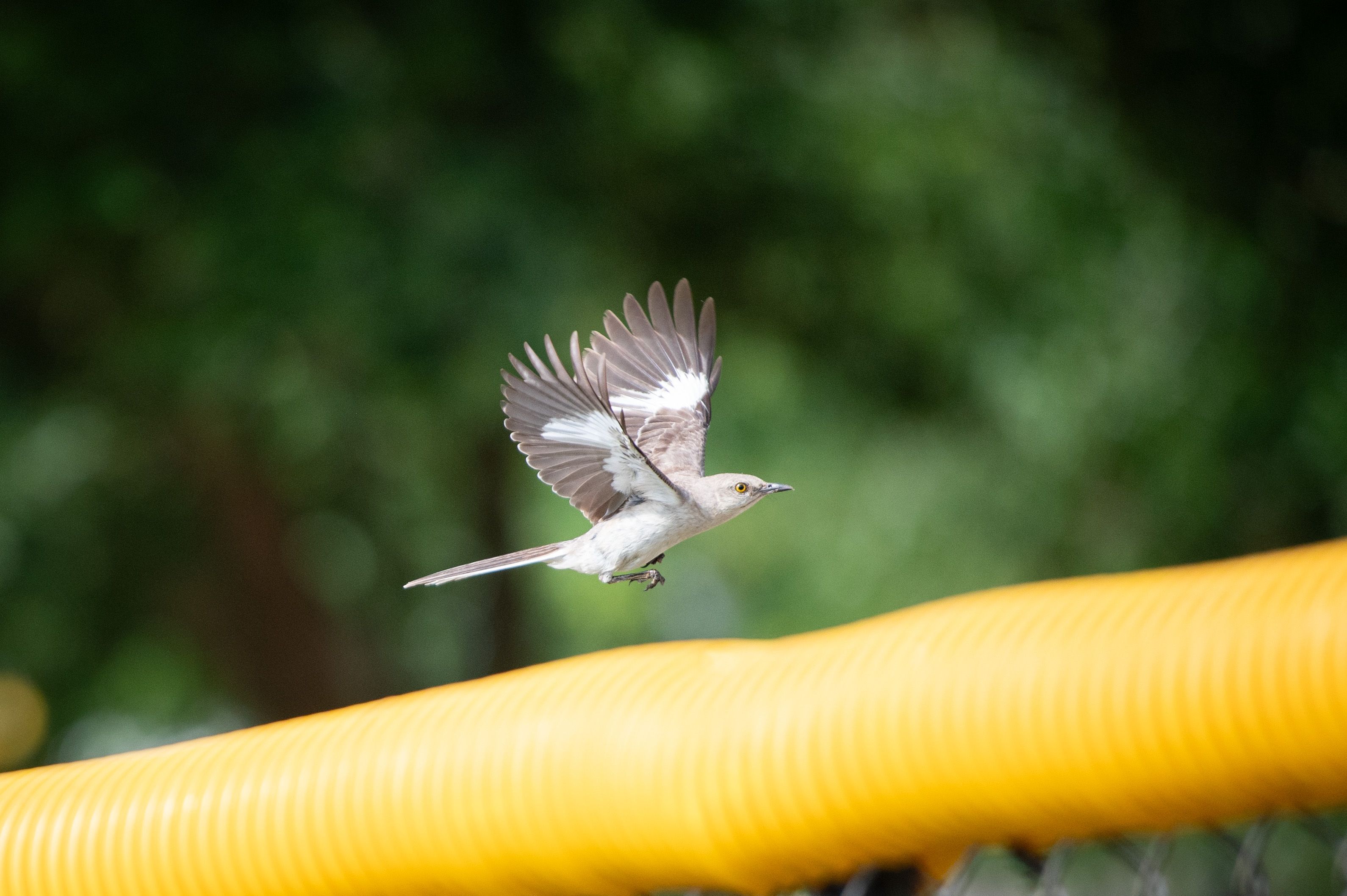 Mockingbird Flying Photos, Download The BEST Free Mockingbird Flying ...
