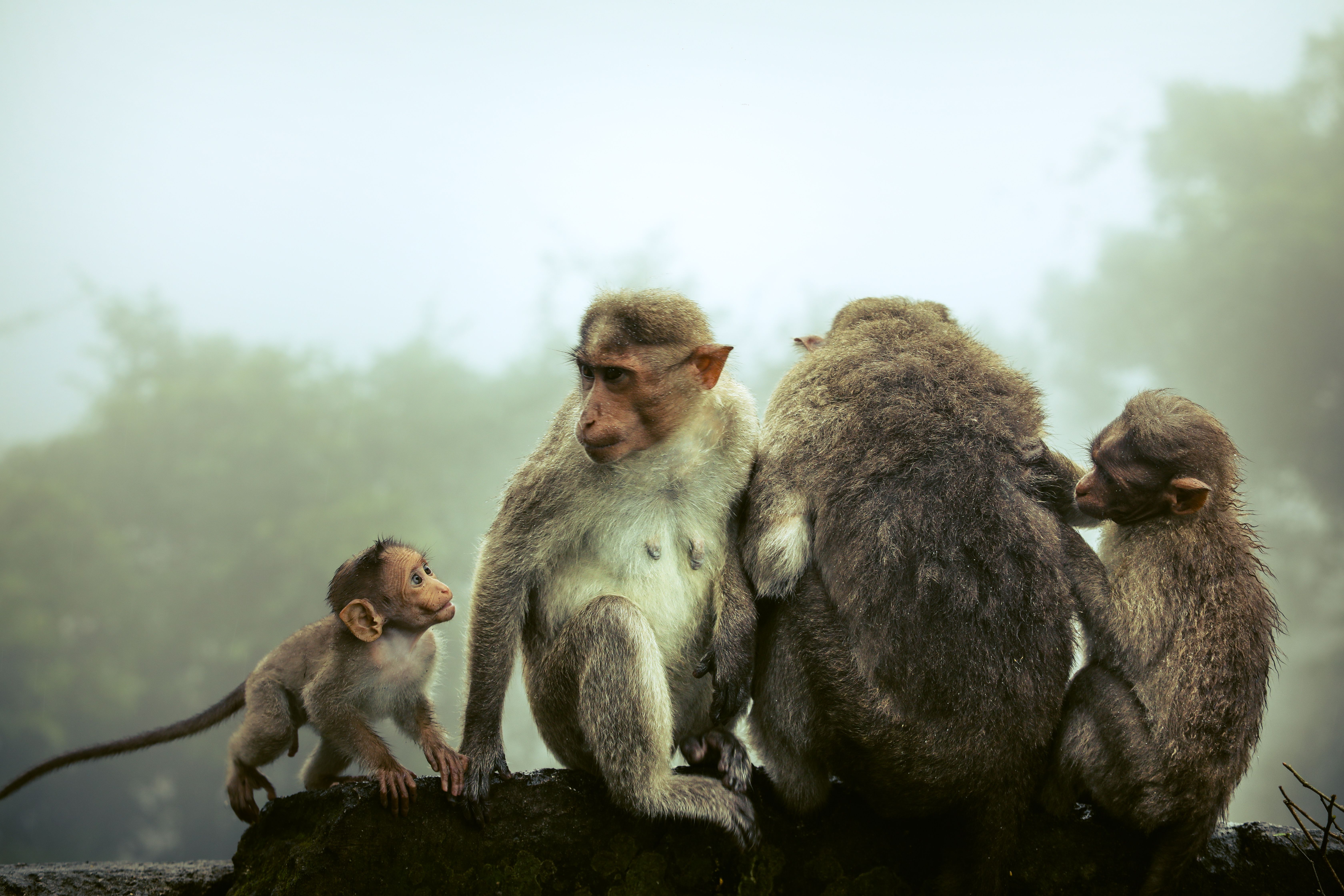 Family of Rhesus Macaques in Misty Forest · Free Stock Photo