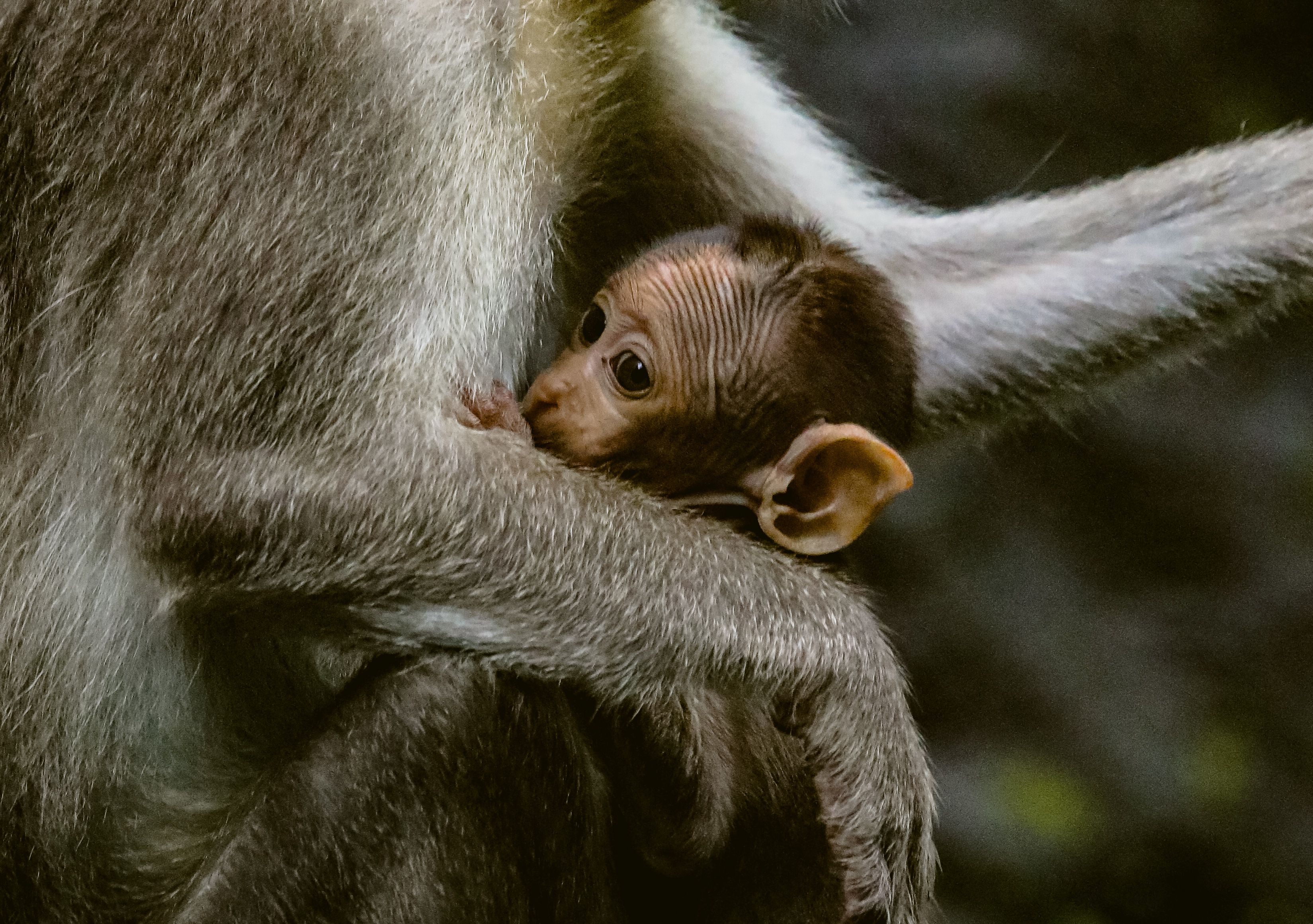 Monkey Moms Photos, Download The BEST Free Monkey Moms Stock Photos ...
