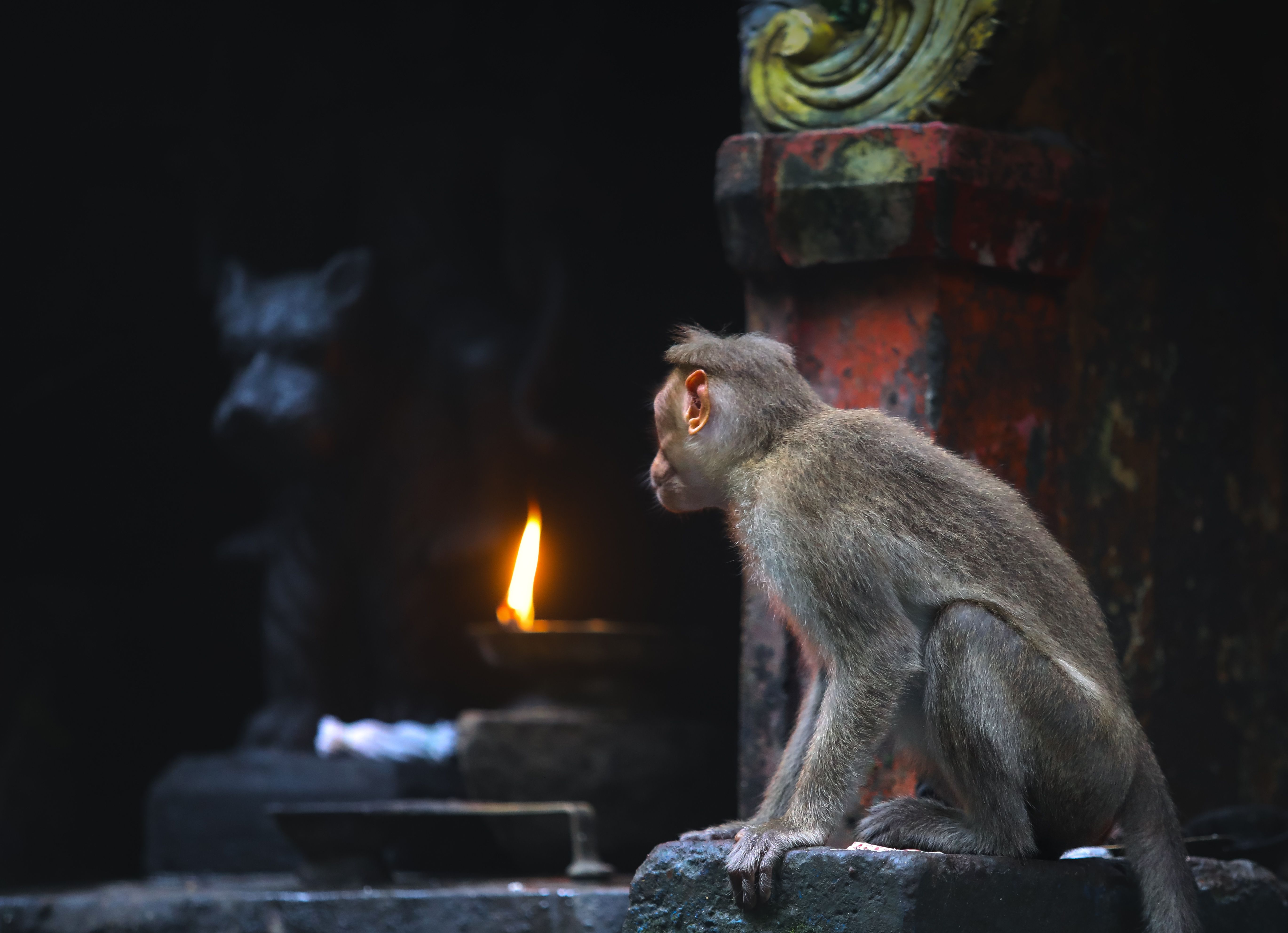 Monkey Near Oil Lamp in Dark Temple Setting · Free Stock Photo