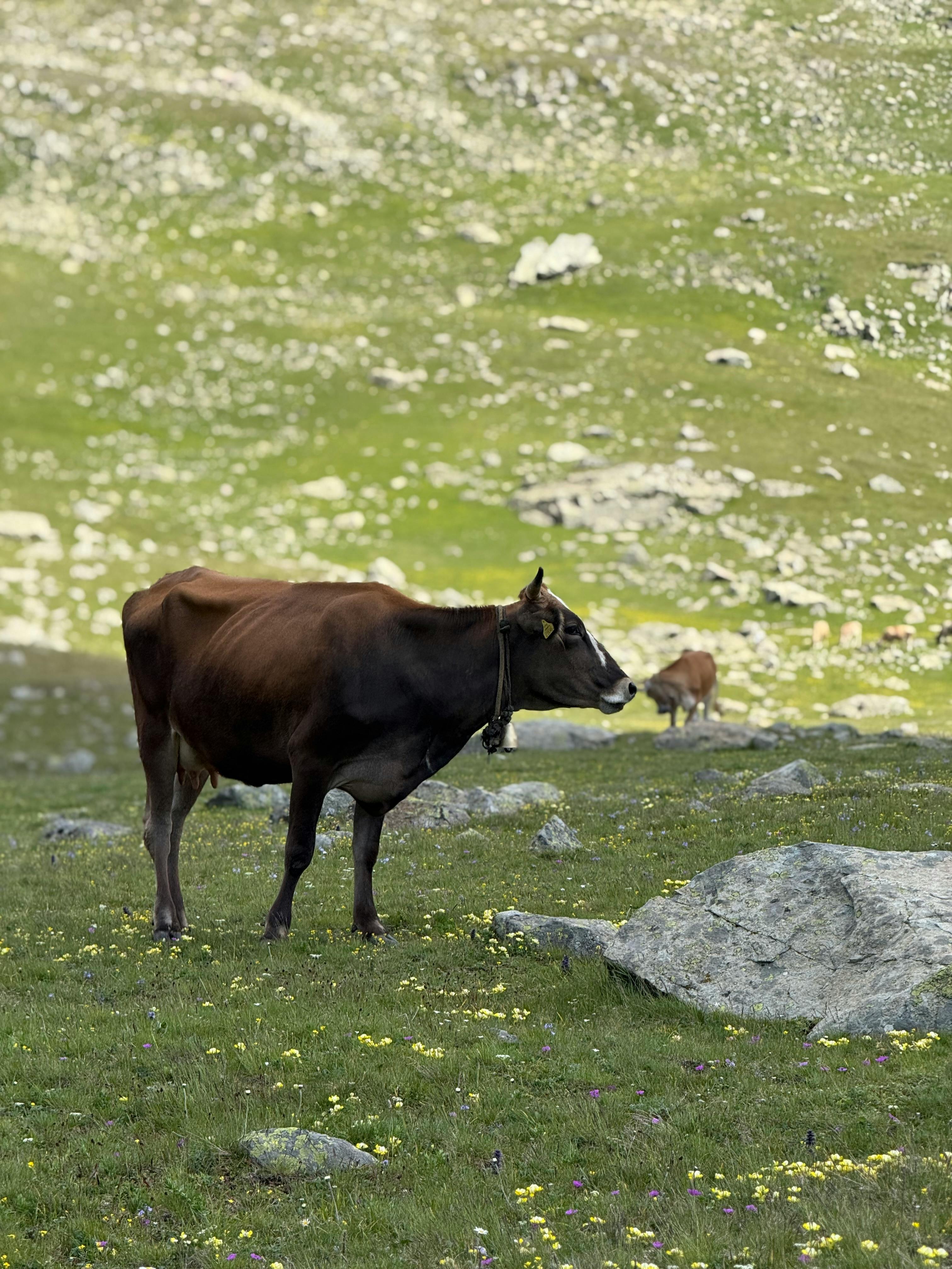 Mount Cashmere Photos, Download The BEST Free Mount Cashmere Stock ...