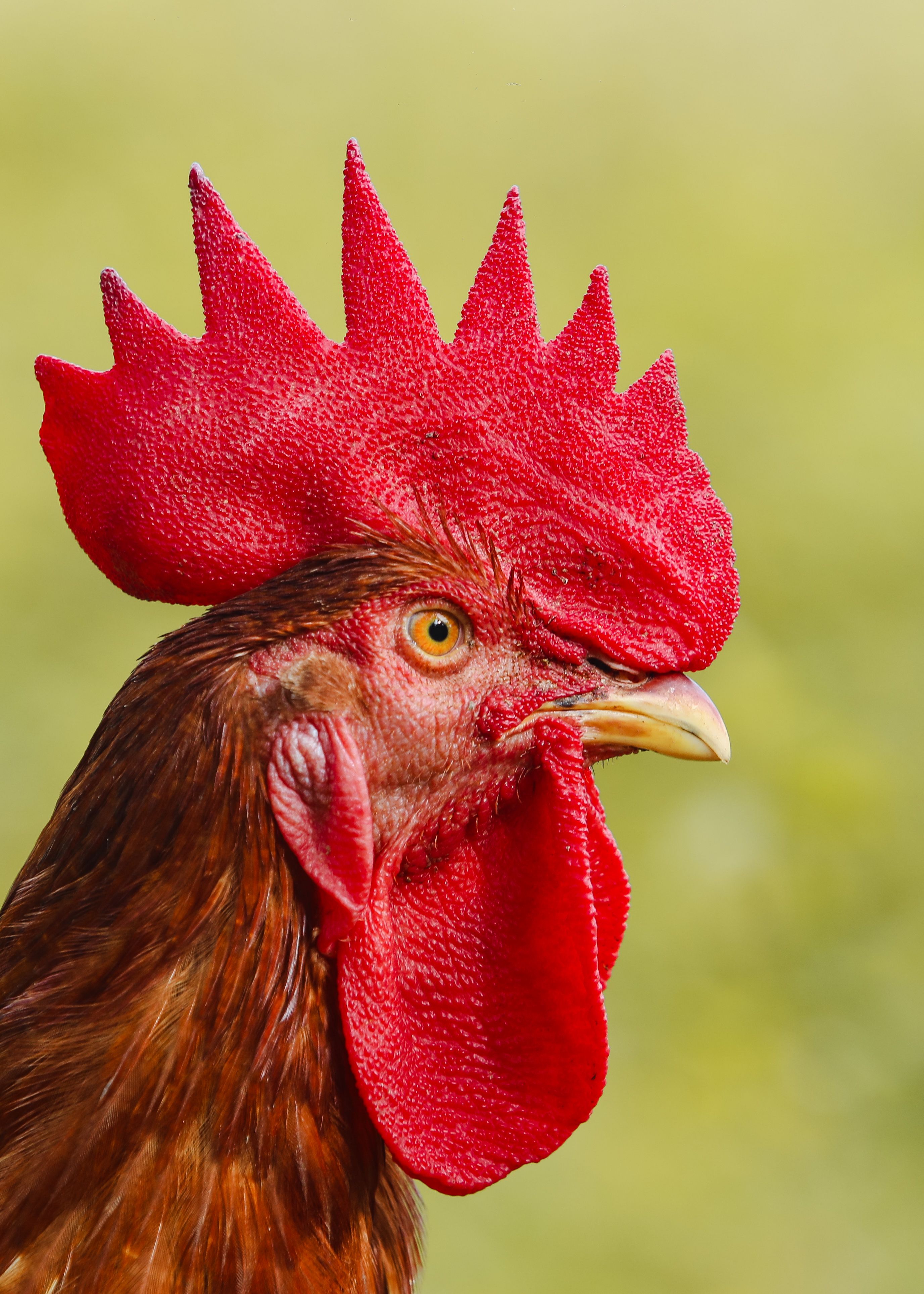 Close-Up Portrait of a Majestic Rooster · Free Stock Photo