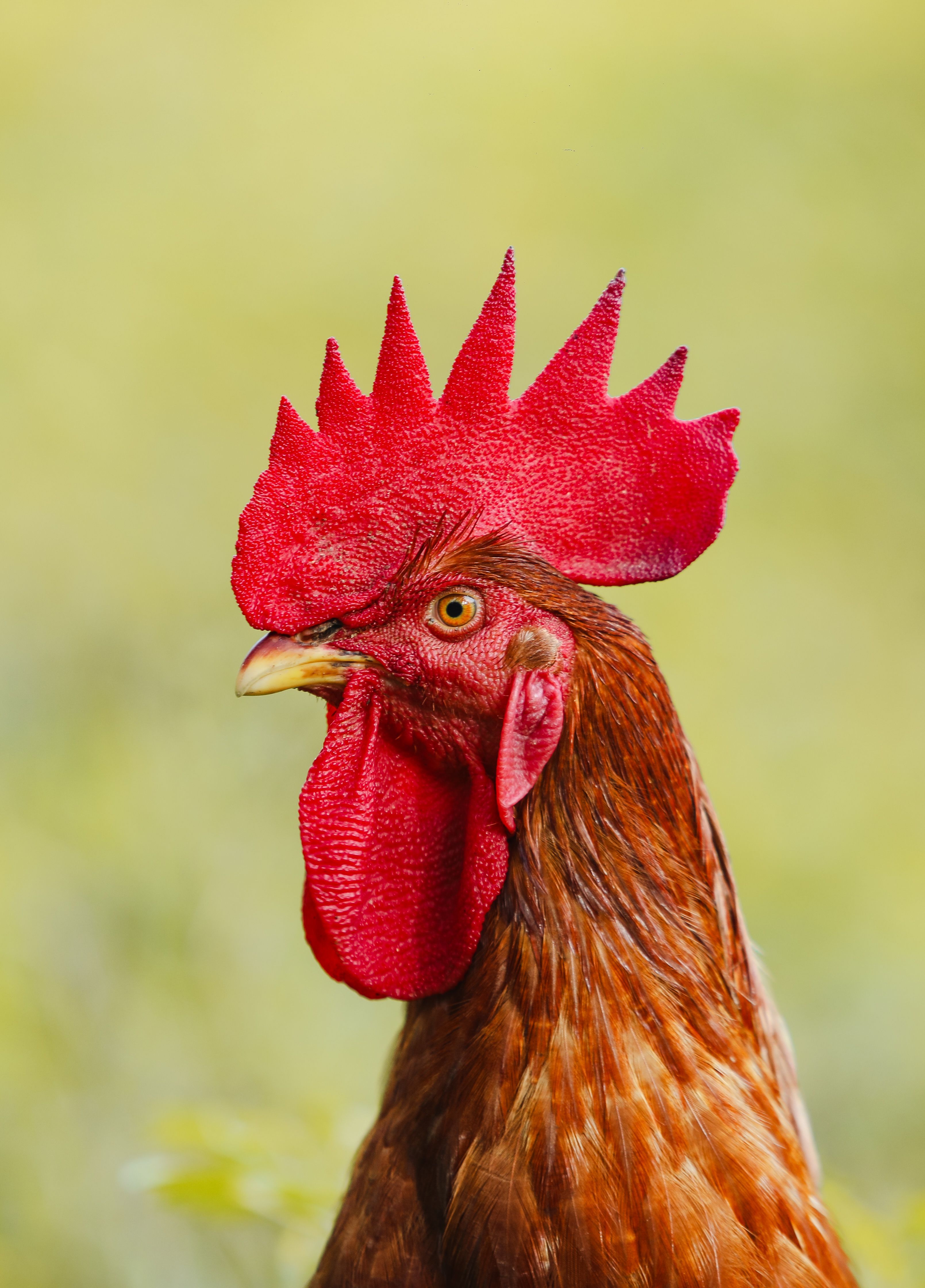 Retrato Em Close Up De Um Galo Majestoso · Foto profissional gratuita