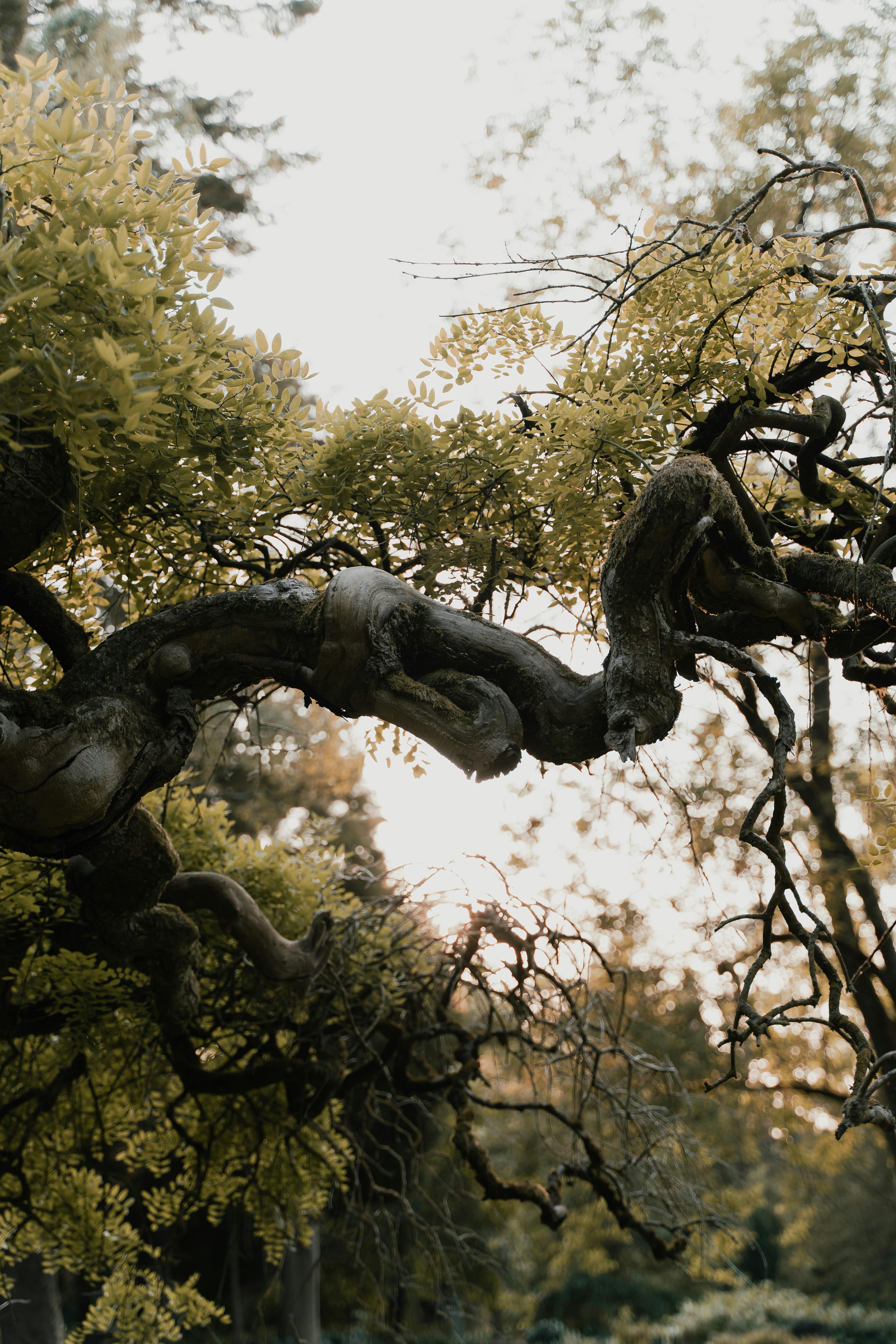 Gnarled Branches Photos, Download The BEST Free Gnarled Branches Stock ...