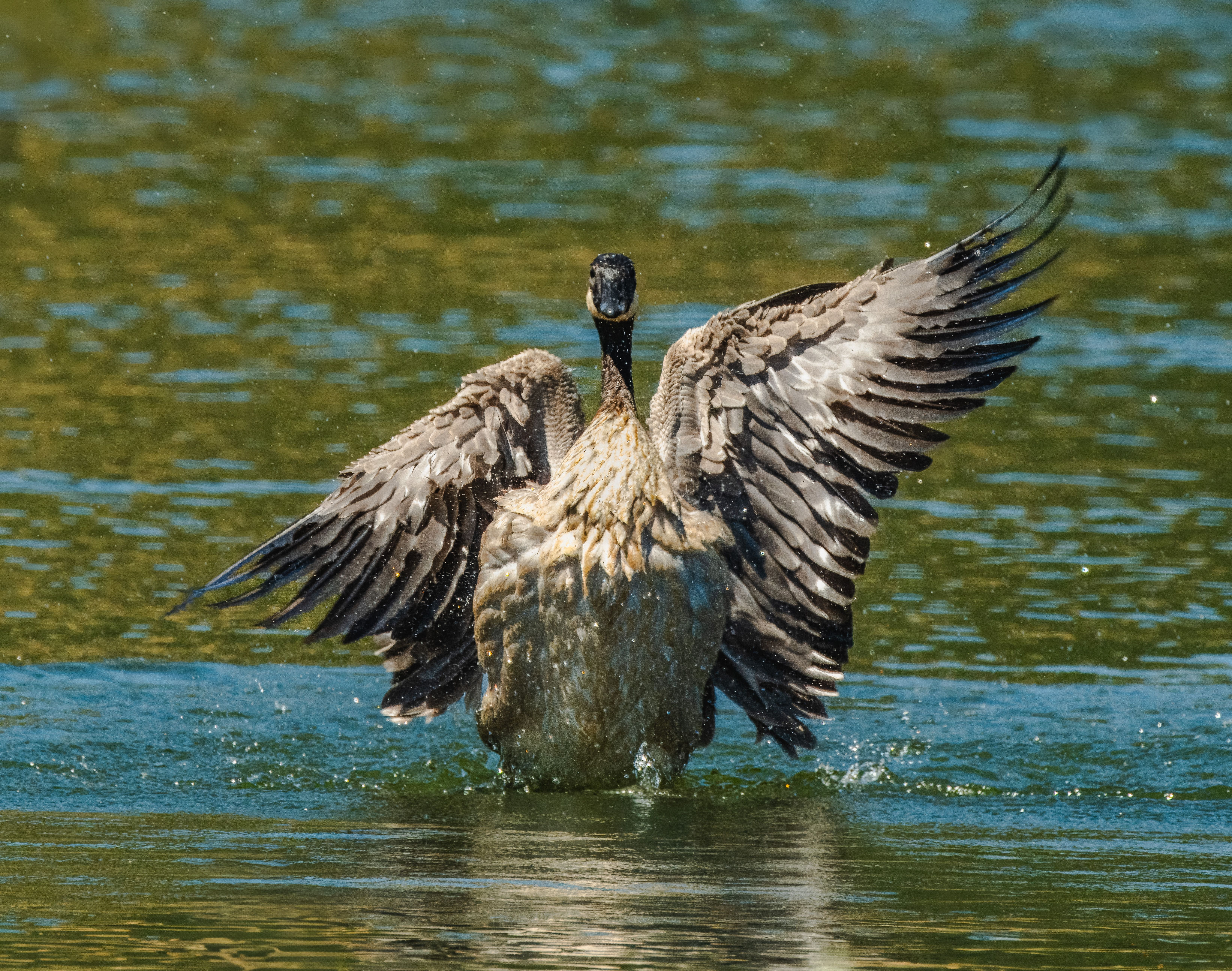 Canada Goose Spreading Wings in Sunlit Lake · Free Stock Photo