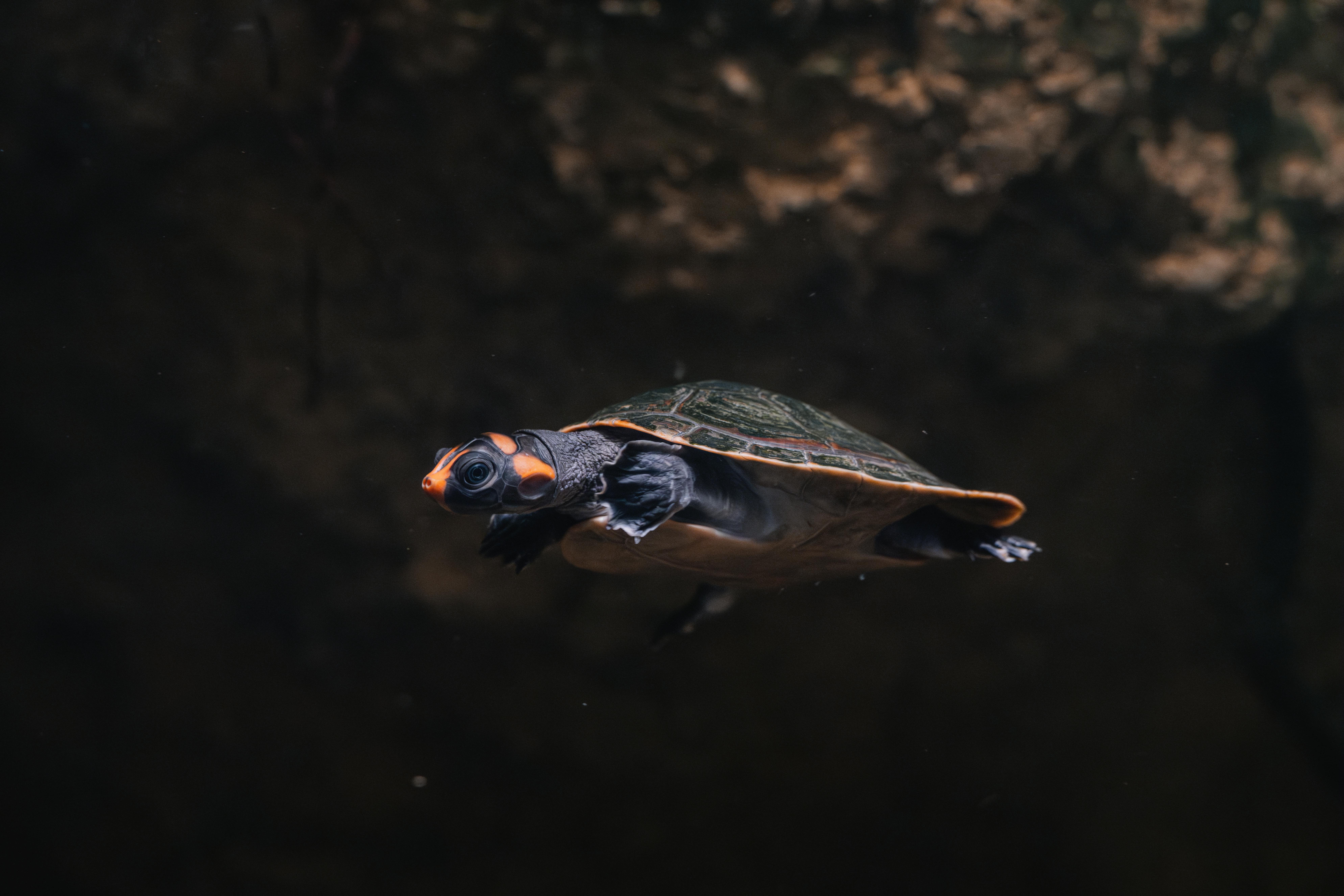 Close-up of a Mary River Turtle Swimming Underwater · Free Stock Photo