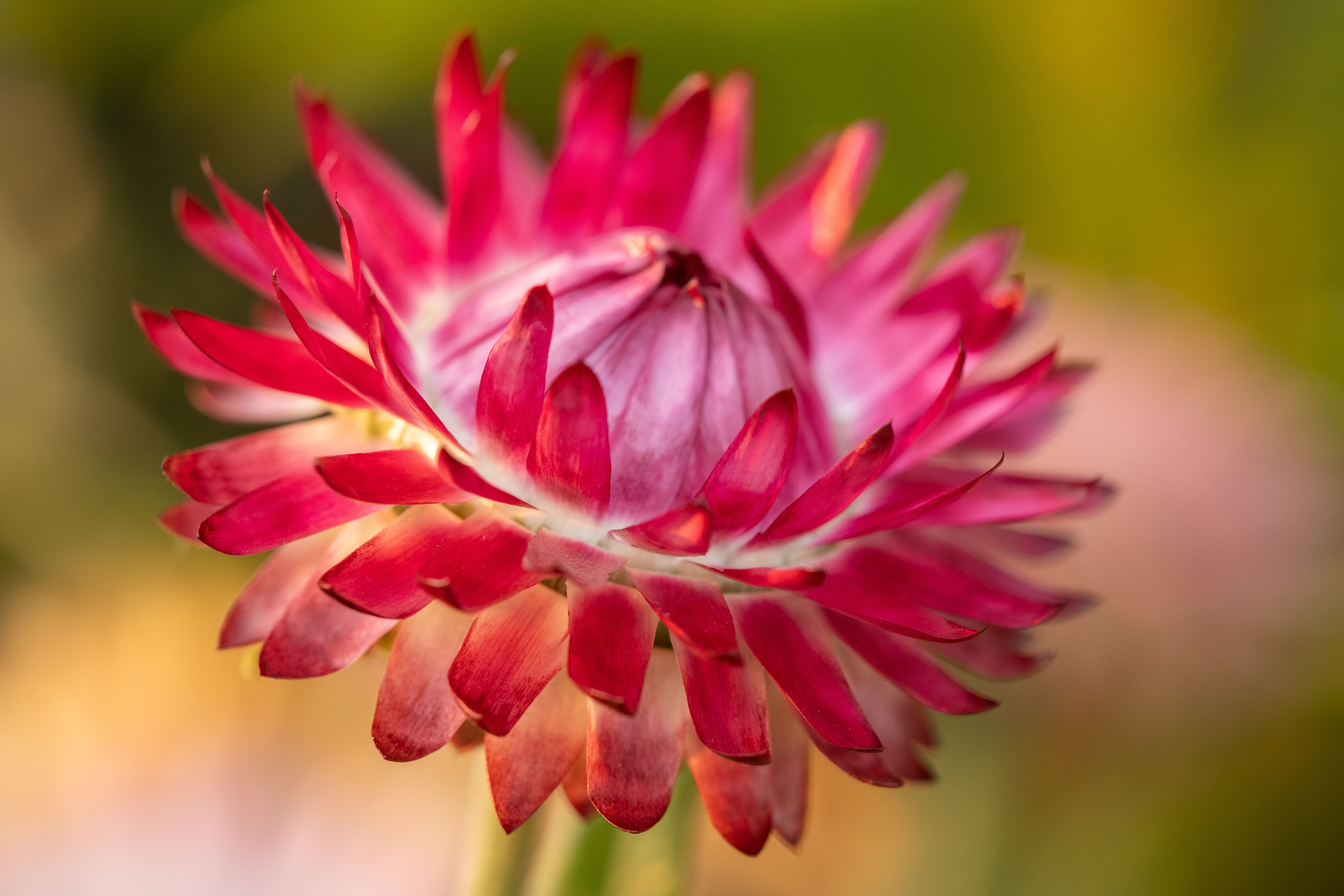 Vibrant Pink Strawflower in Full Bloom · Free Stock Photo