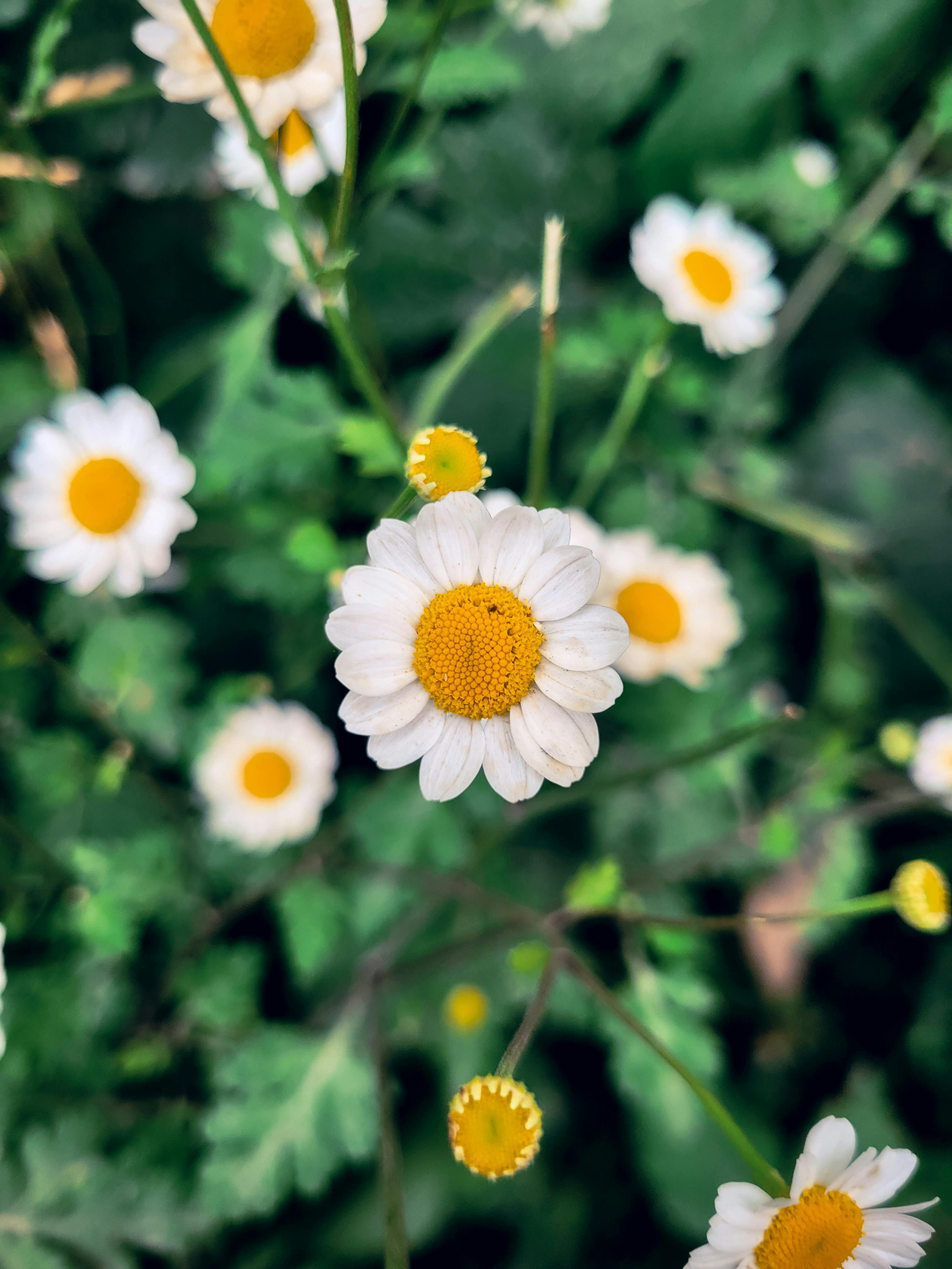 Cận Cảnh Hoa Cúc Tươi Nở Ngoài Trời · Ảnh có sẵn miễn phí