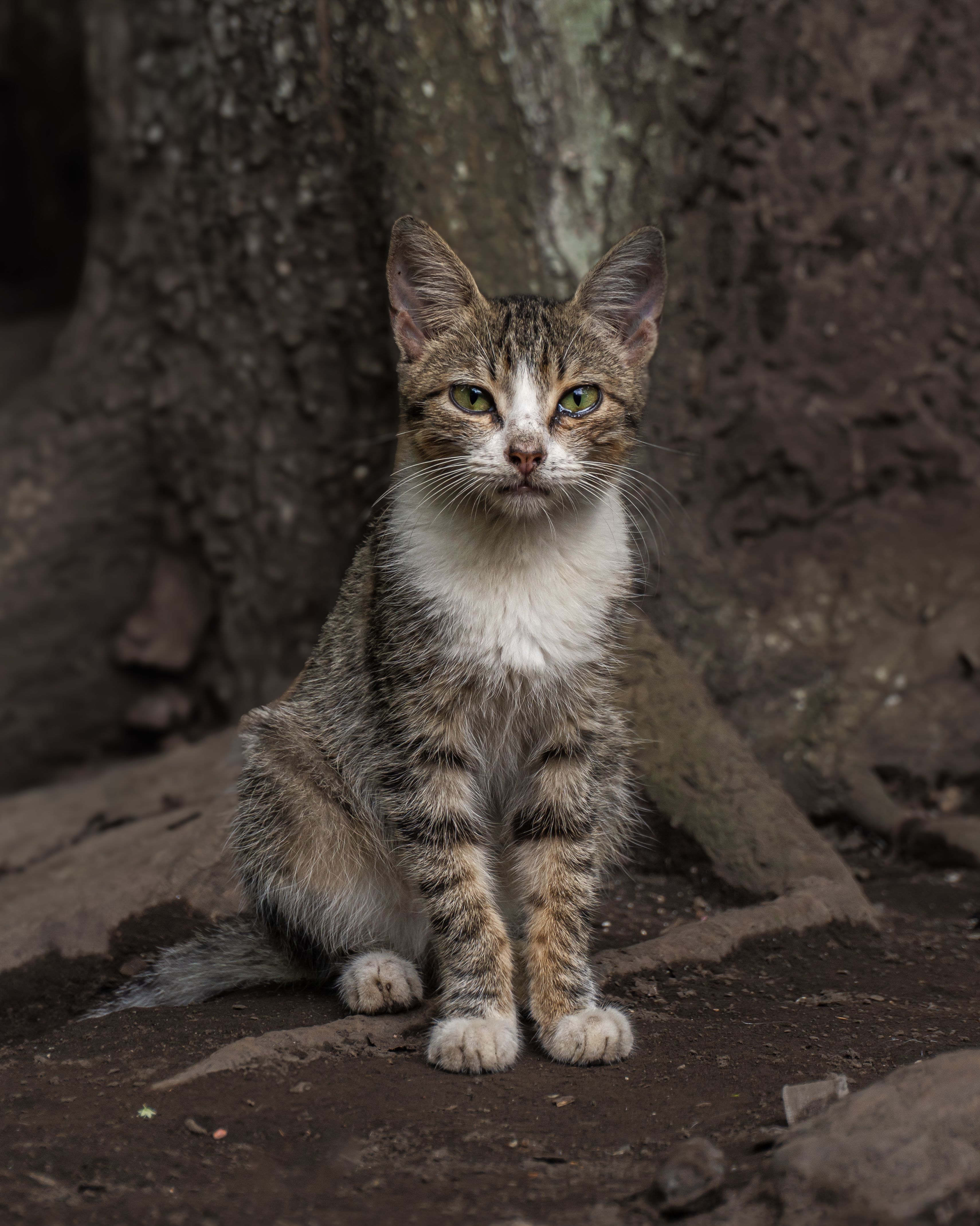 Portrait of a Stray Cat in Forest Setting · Free Stock Photo