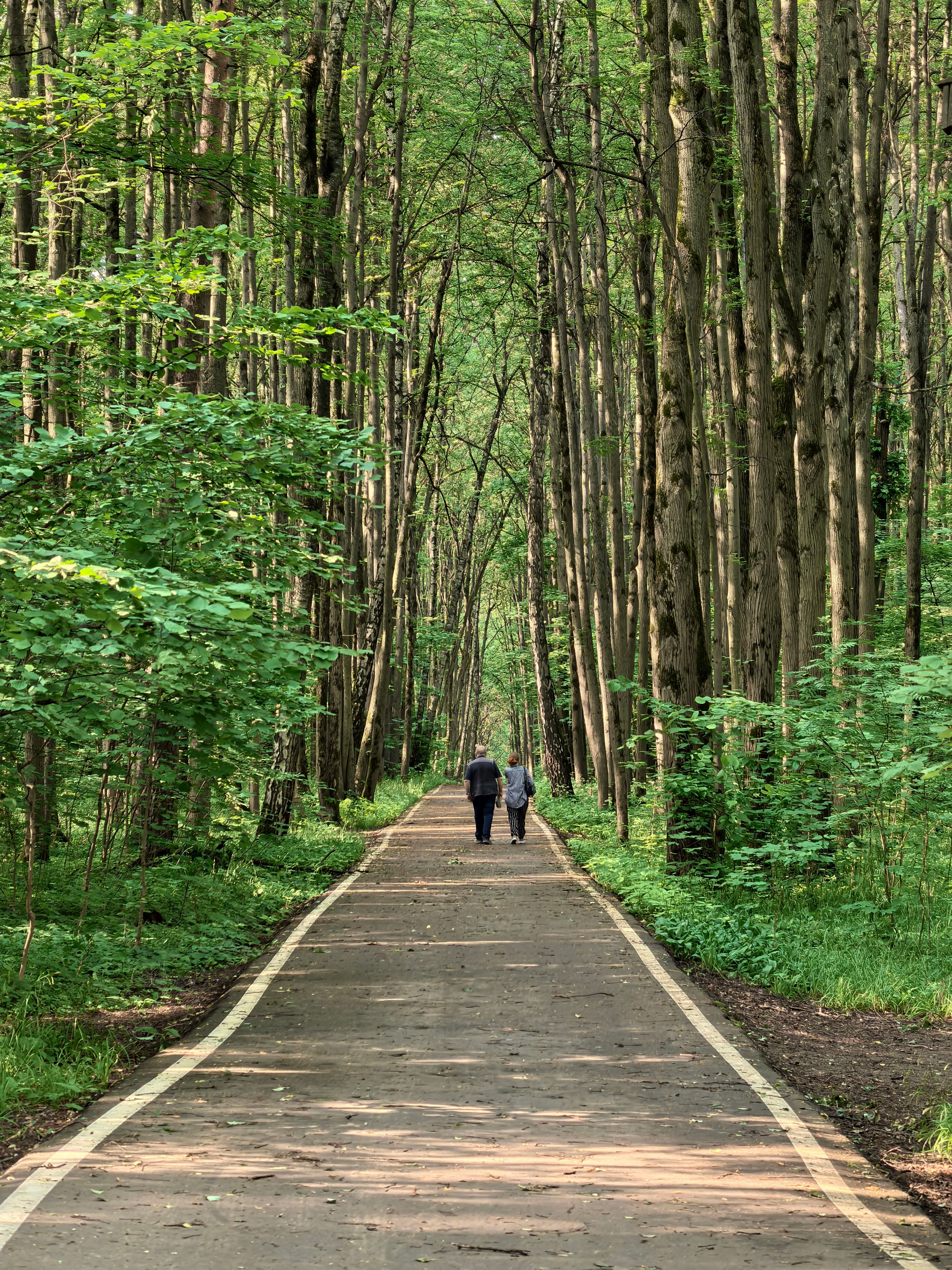 Serene Walkway Through Lush Forest Landscape · Free Stock Photo