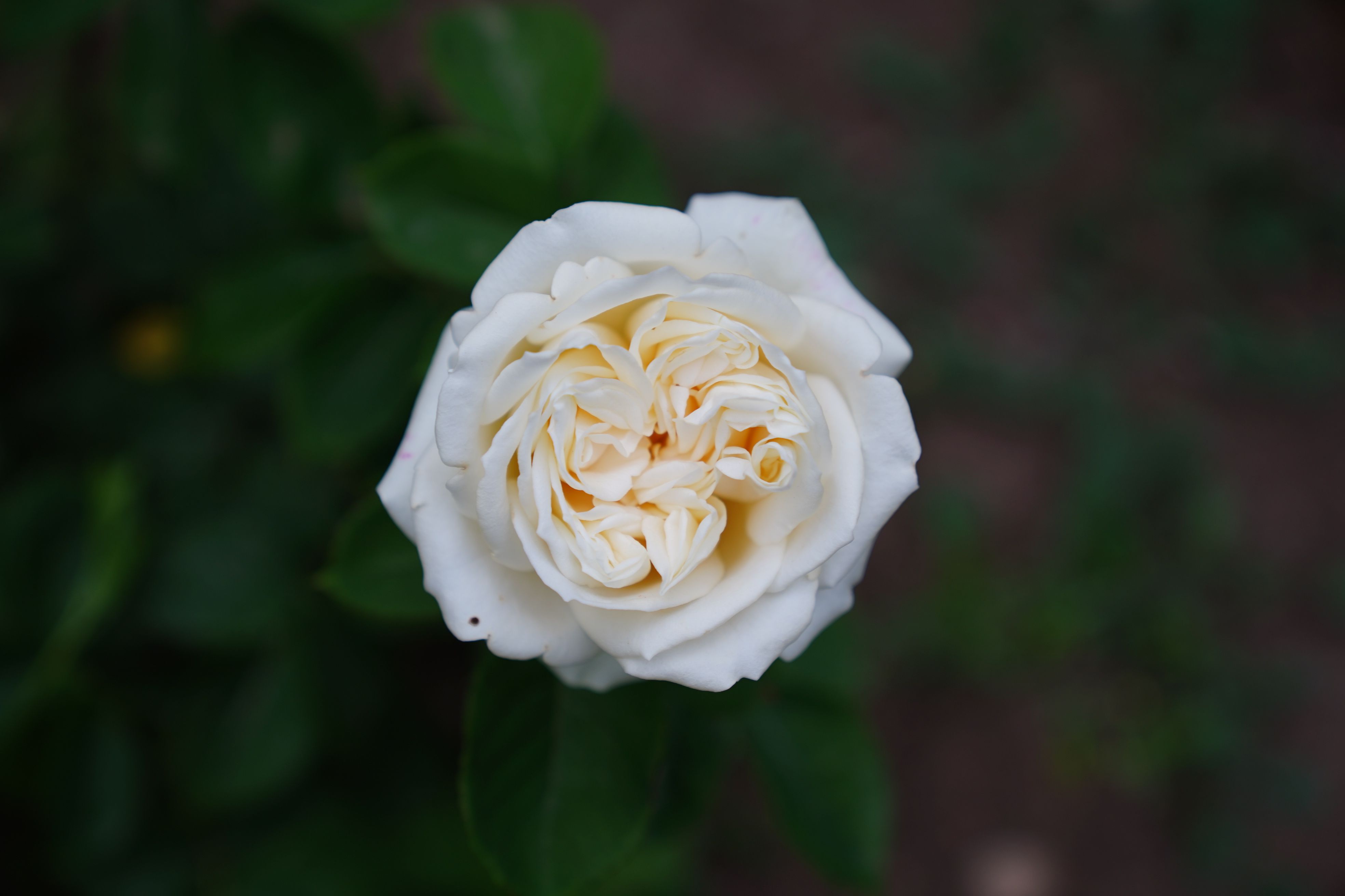 Elegant White Rose Bloom Close-Up in Garden · Free Stock Photo