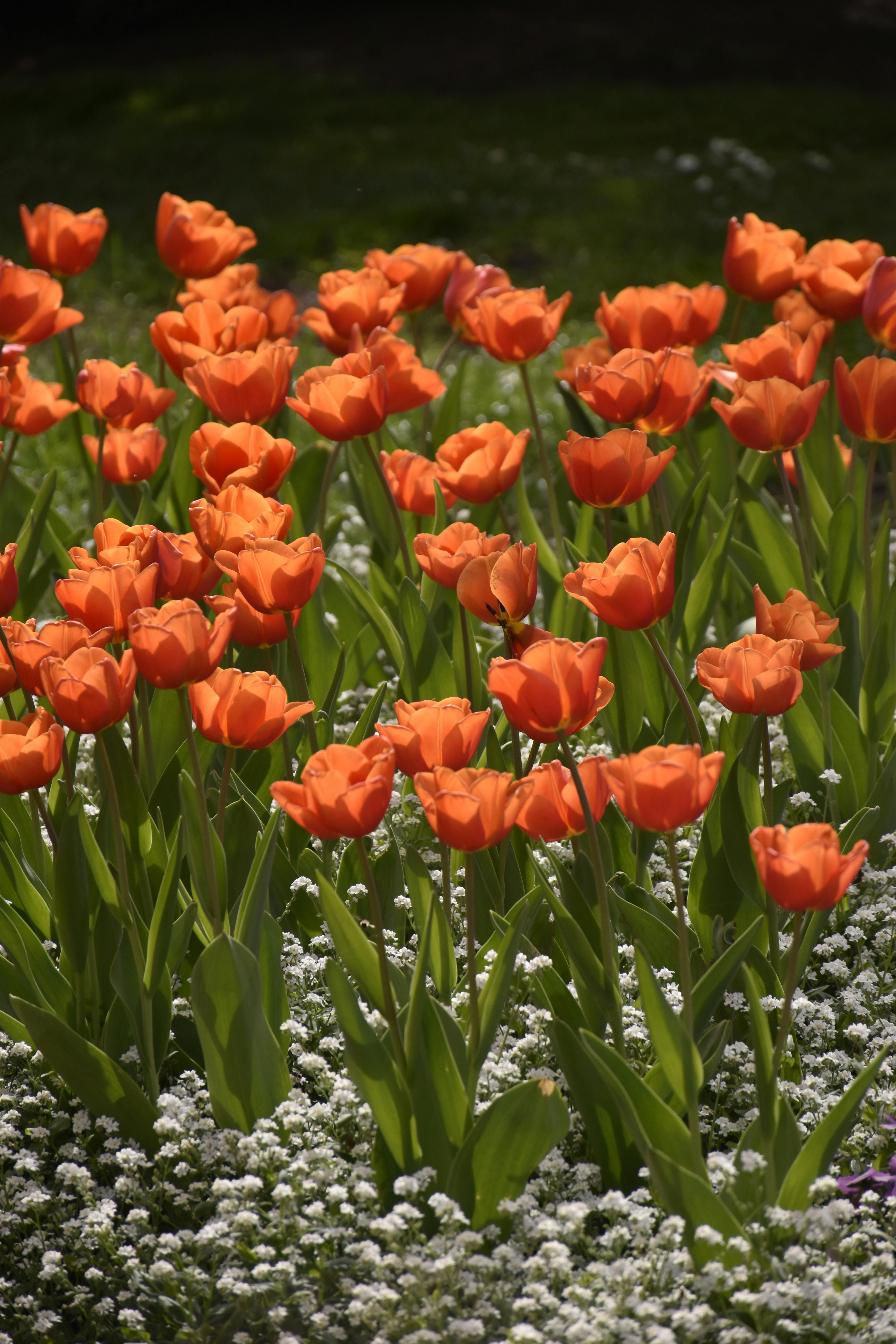 Tulip Blooming Photos, Download The BEST Free Tulip Blooming Stock ...