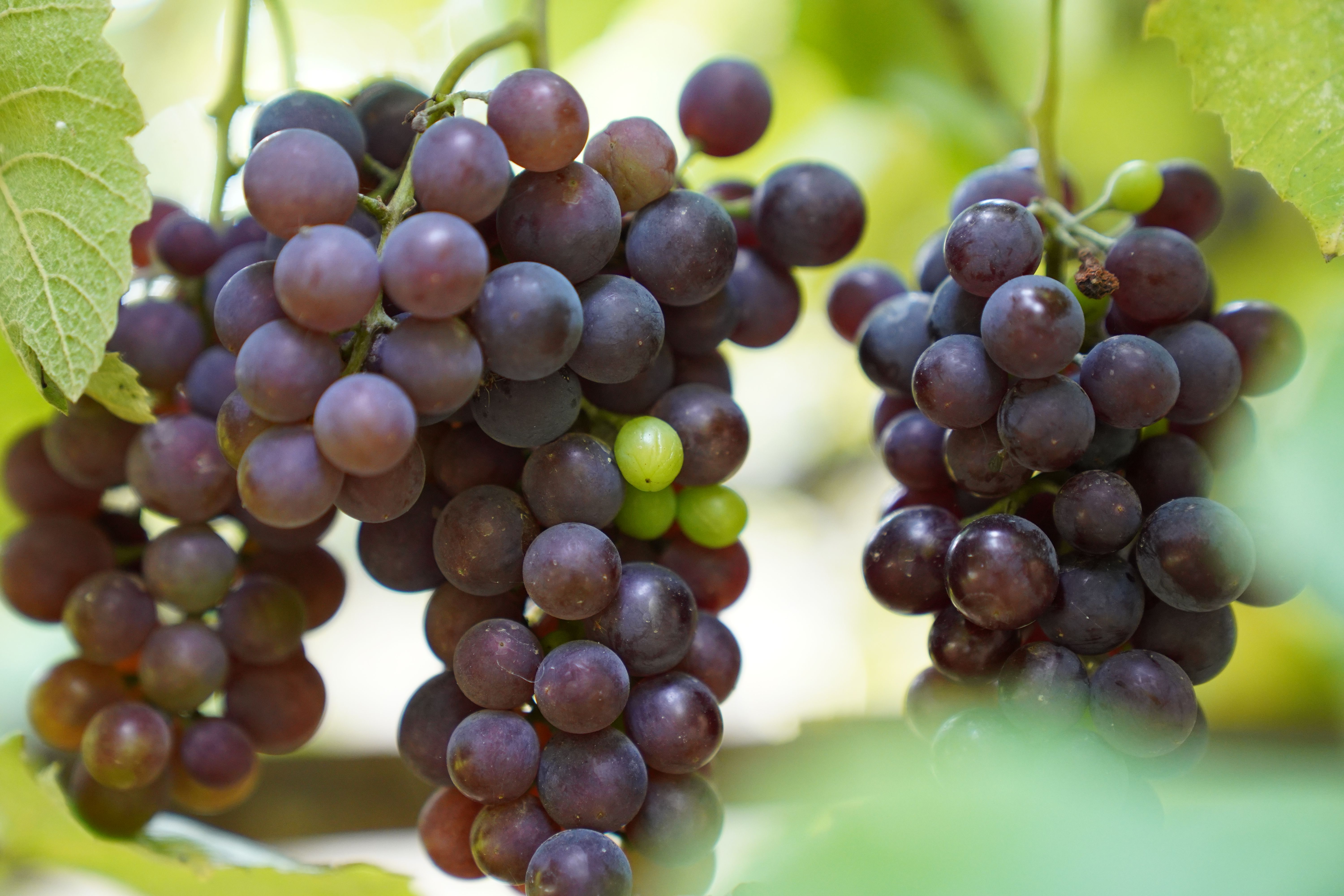 Close Up Photo of Grape Fruit · Free Stock Photo