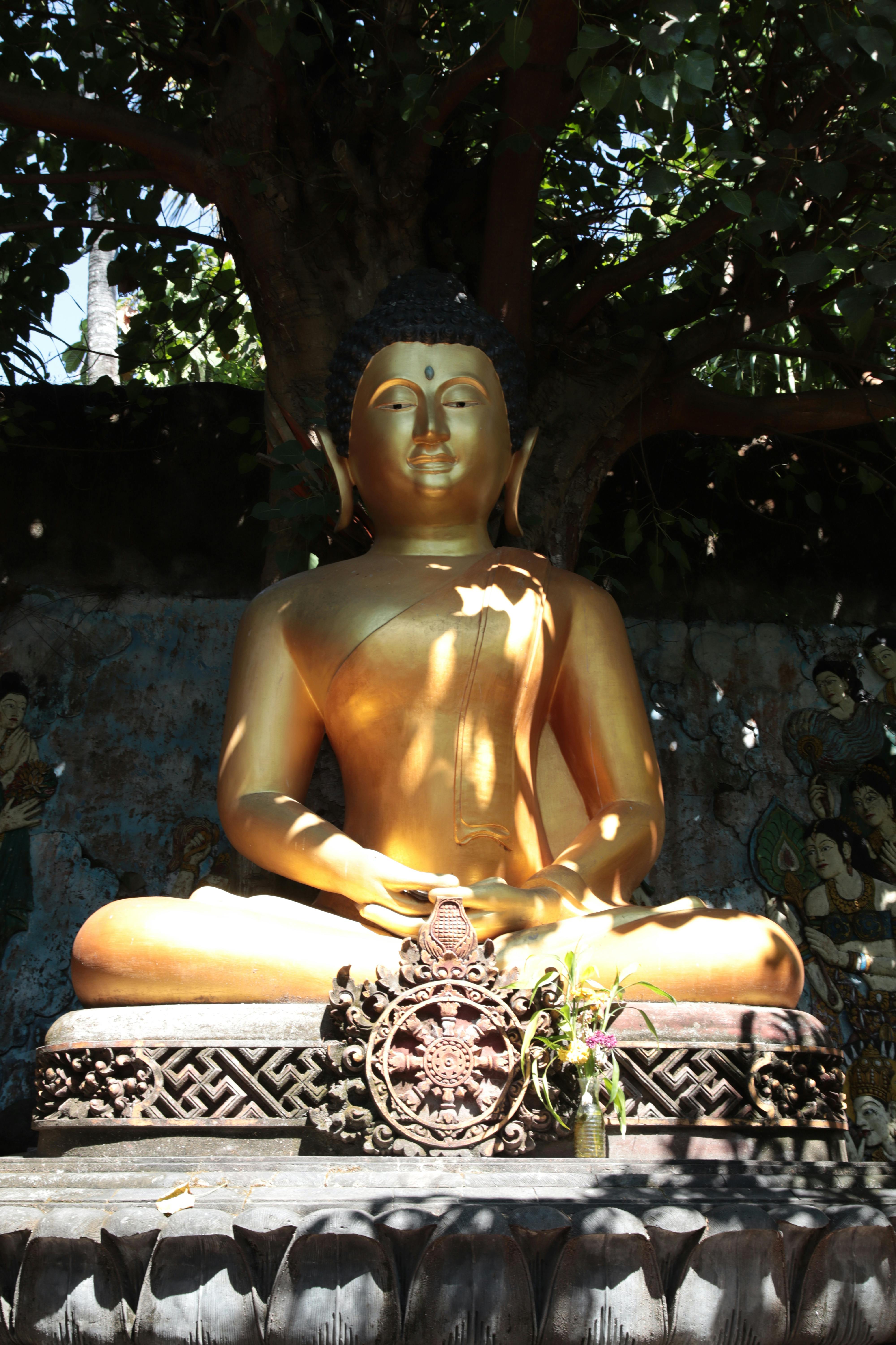 Buddha And Bodhi Tree Photos, Download The BEST Free Buddha And Bodhi ...