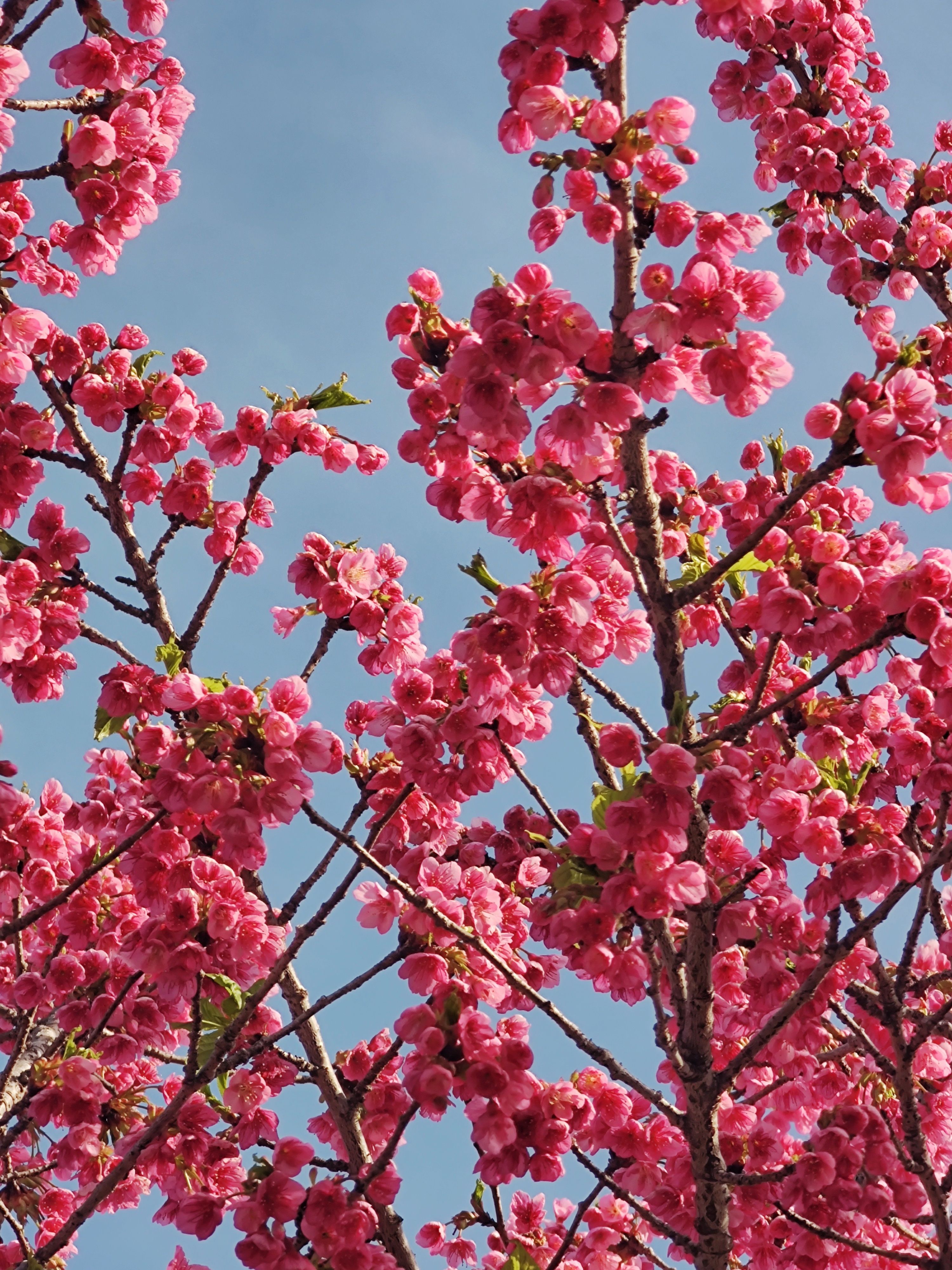 Vibrant Springtime Cherry Blossoms in Bloom · Free Stock Photo