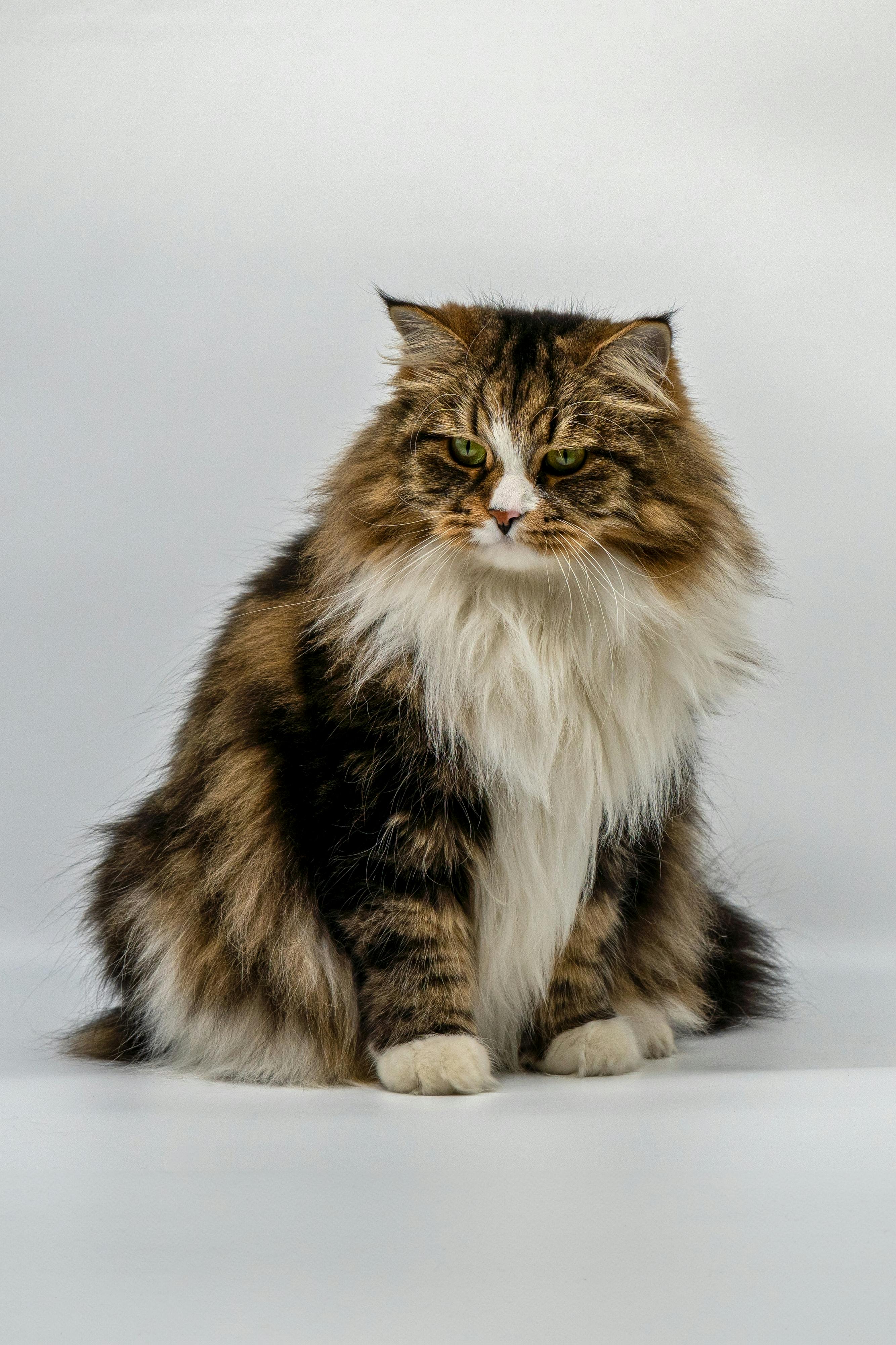 Cute+Budding+Tween+Girl Photos, Download The BEST Free Cute+Budding ...