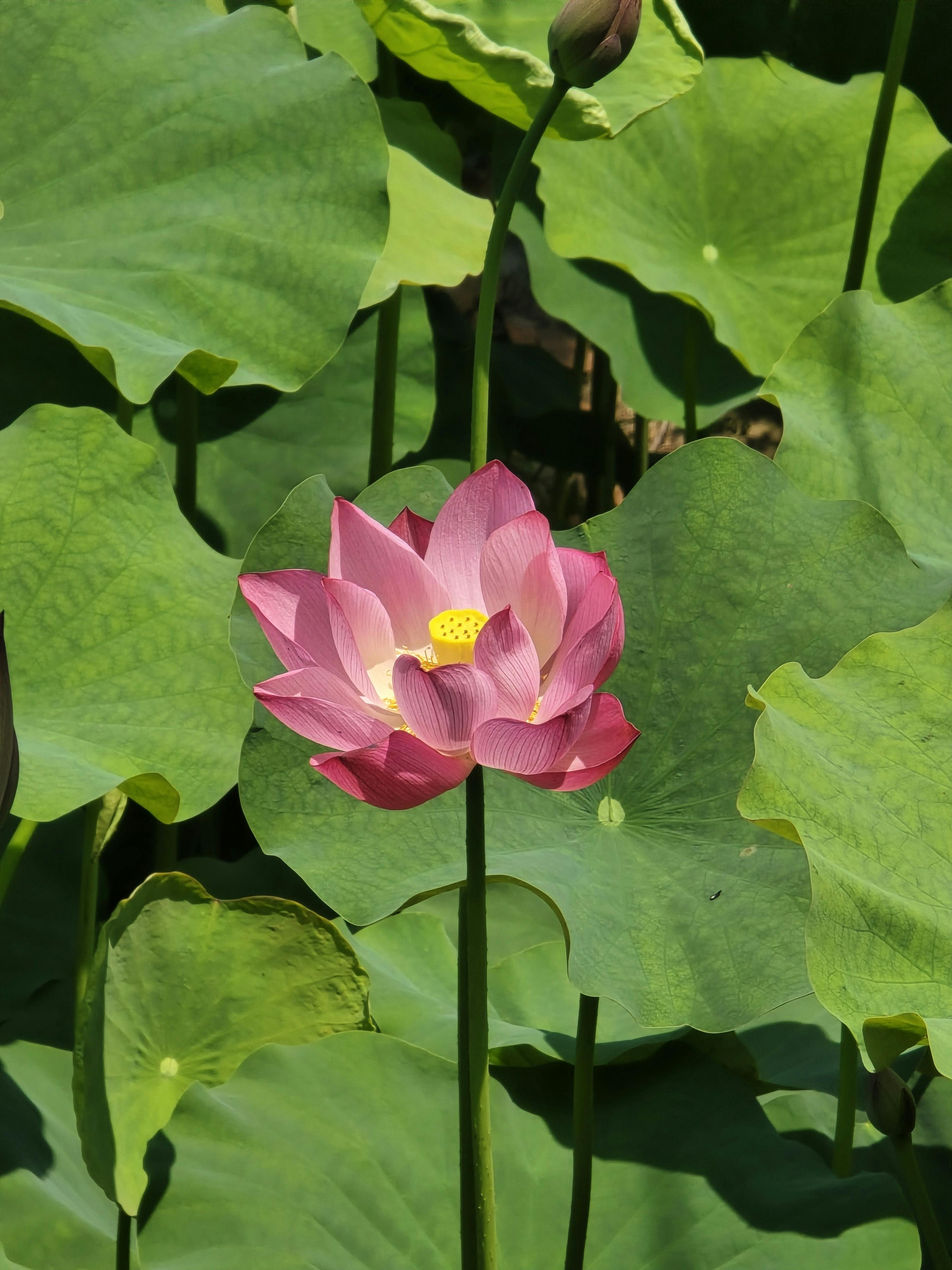 Lotus Illust Photos, Download The BEST Free Lotus Illust Stock Photos ...