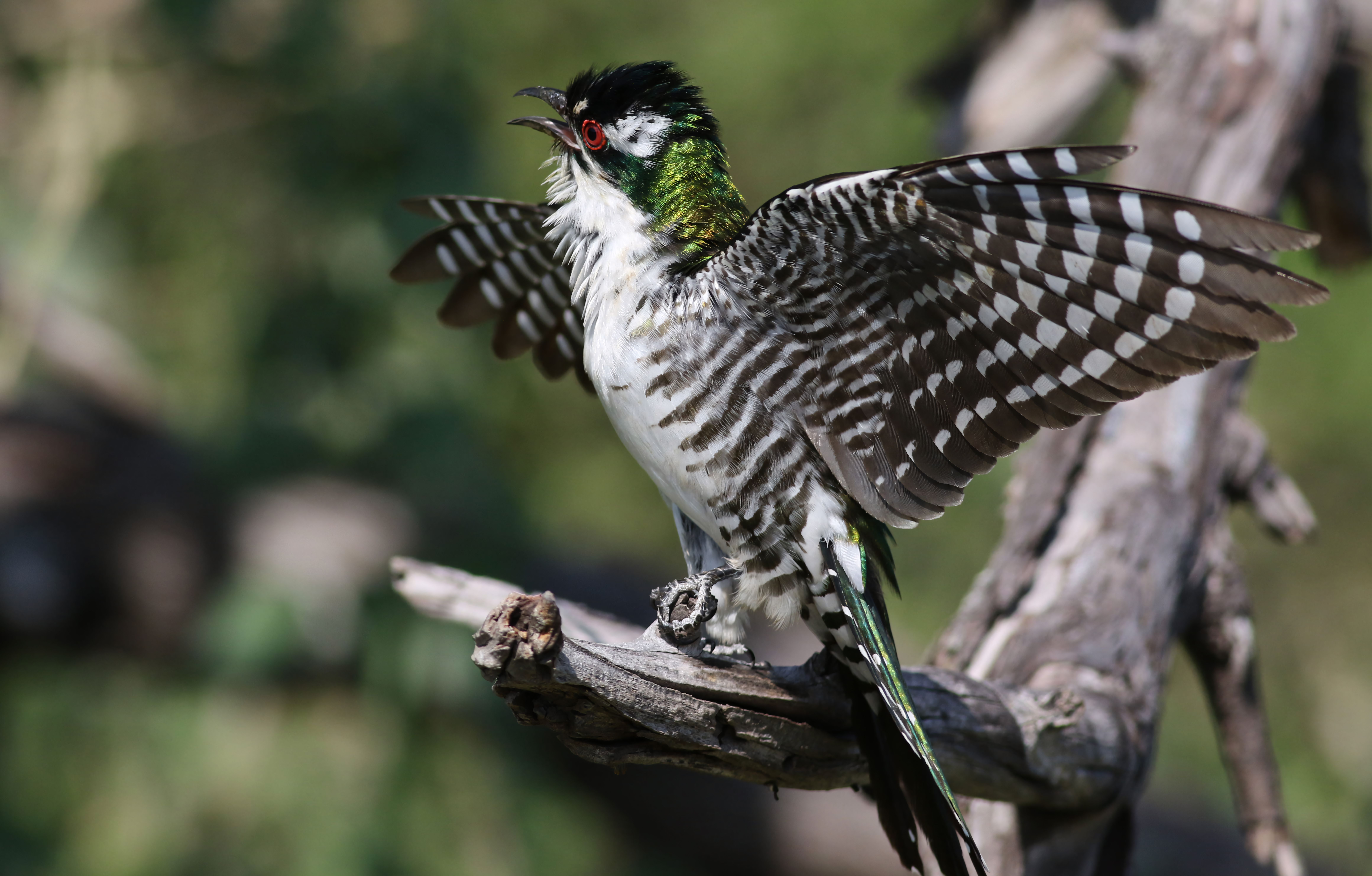 Cuckoo Bird Photos, Download The BEST Free Cuckoo Bird Stock Photos ...