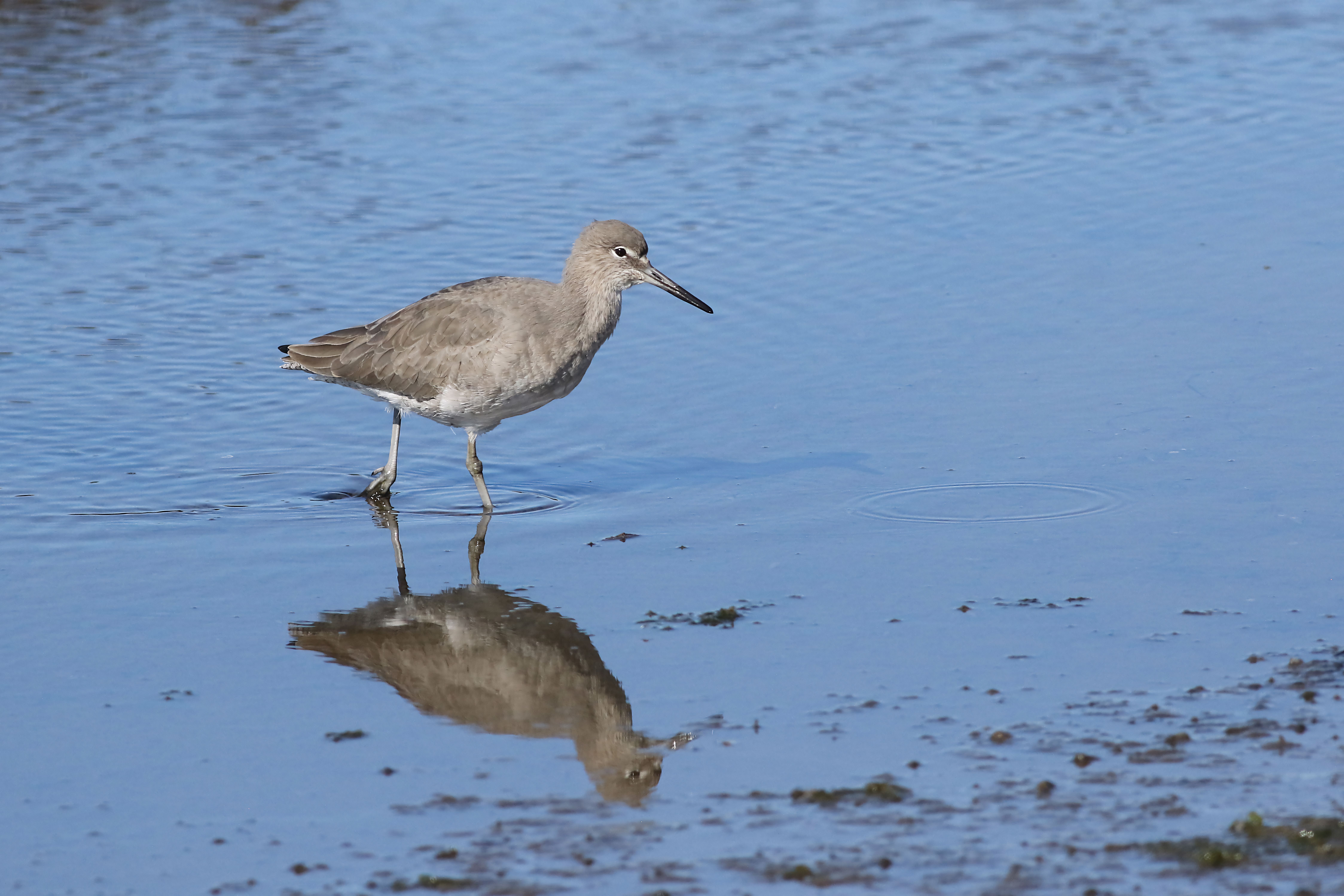 Willet Bird in Wetlands with Reflection · Free Stock Photo