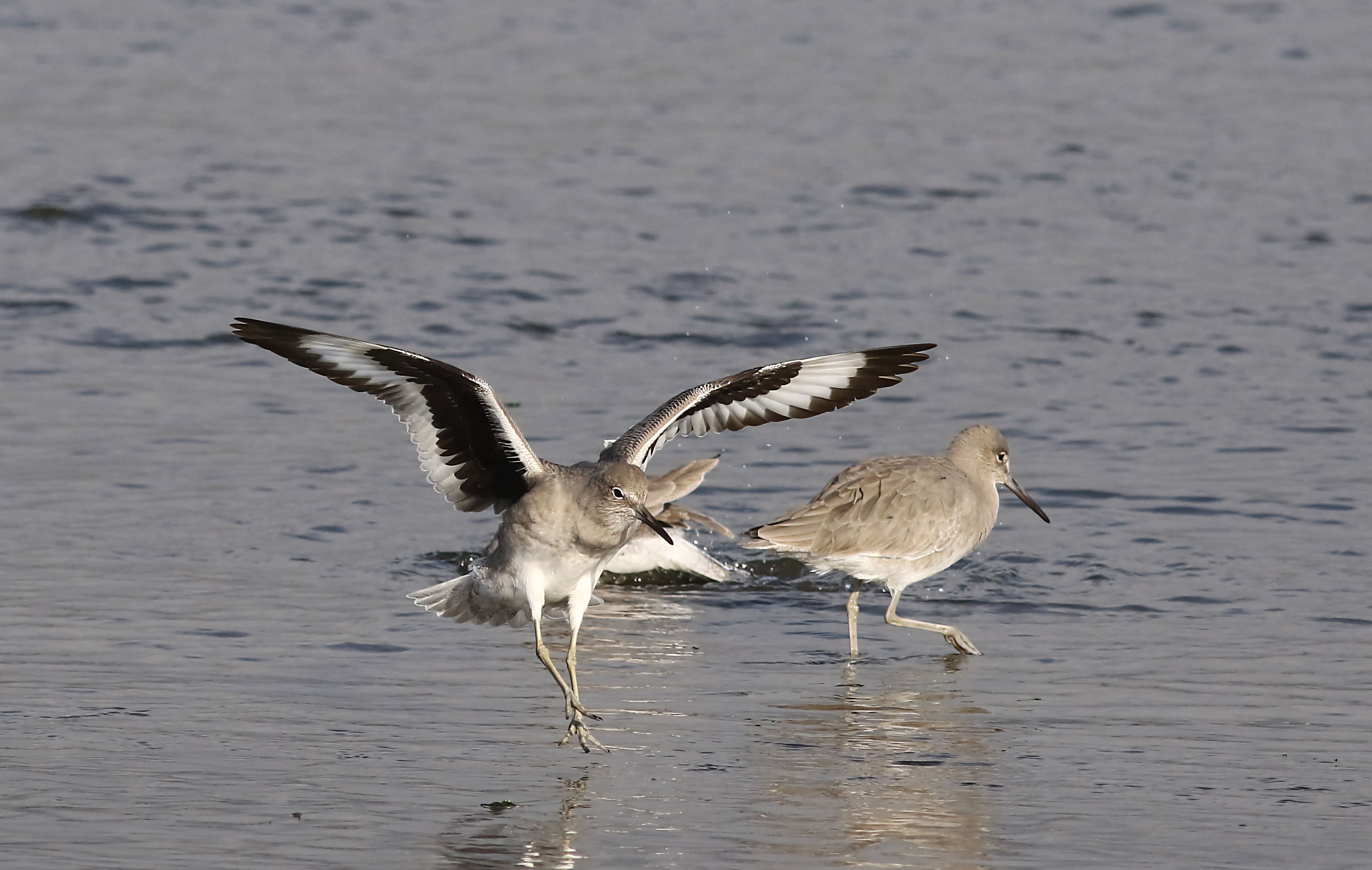 Willet Birds in Motion on Coastal Wetlands · Free Stock Photo