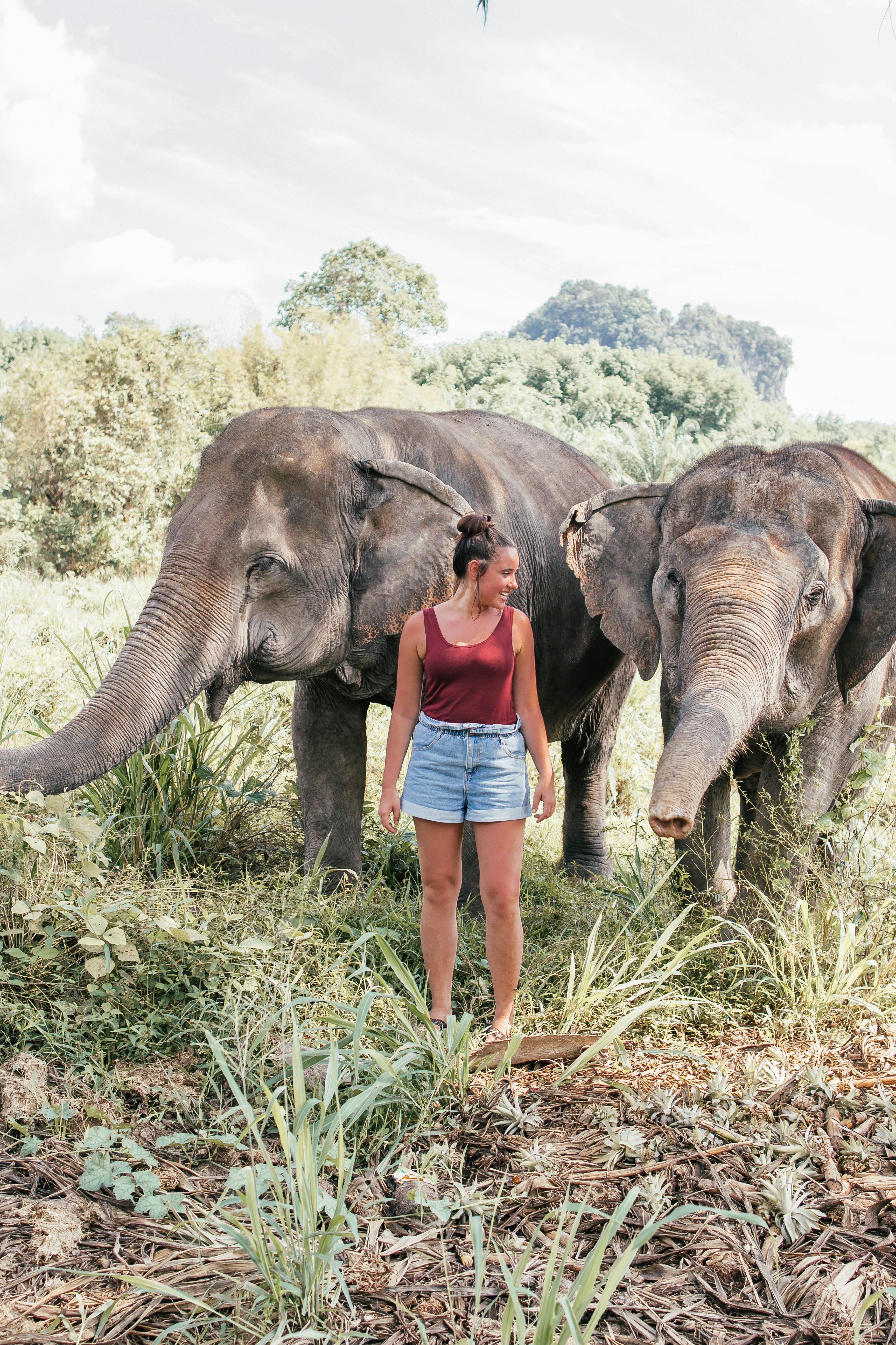 Woman Standing Near Elephants · Free Stock Photo