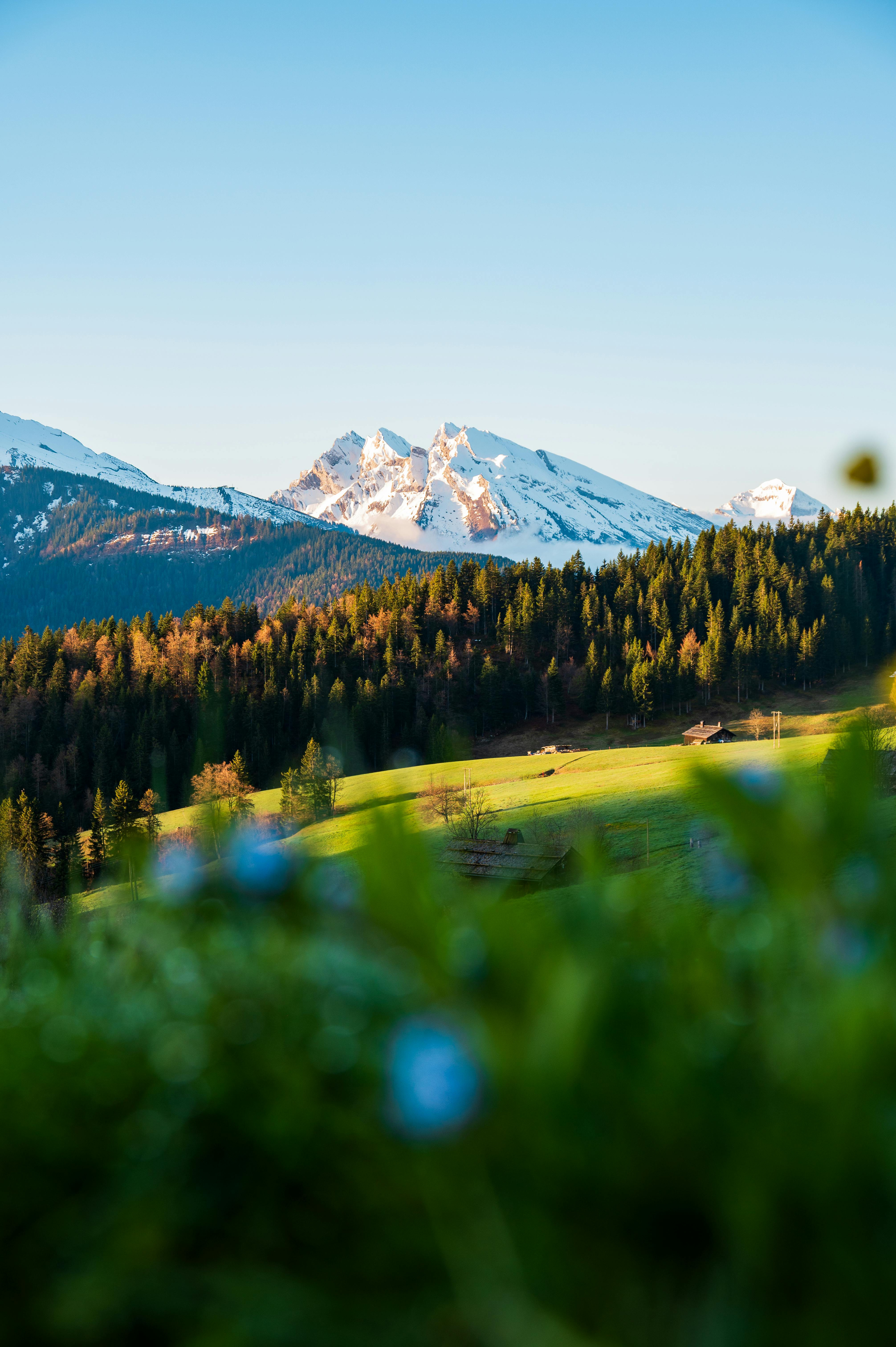 Scenic Spring Mountain Landscape with Blue Flowers · Free Stock Photo