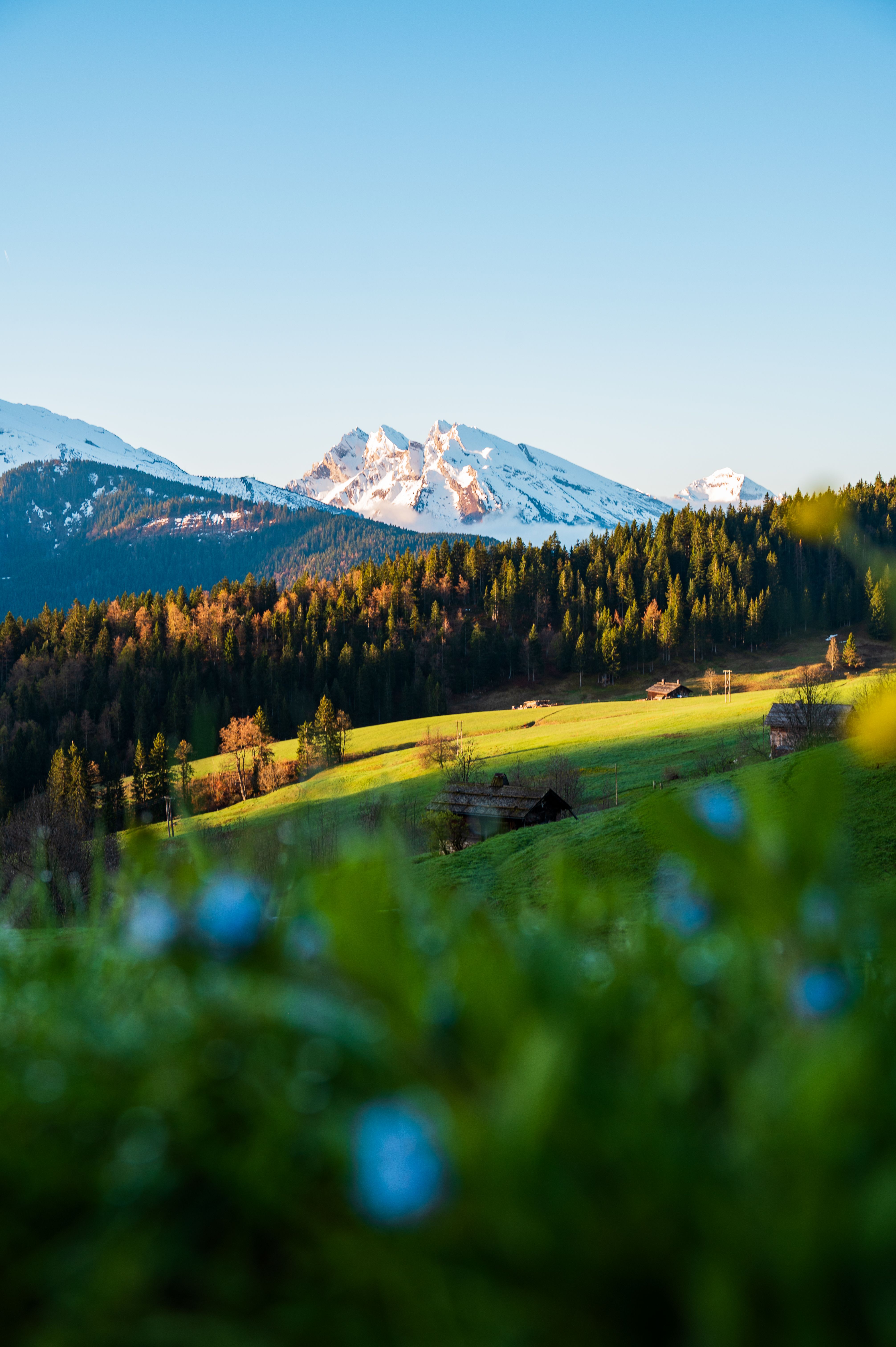 Scenic Spring Mountain Landscape with Blue Flowers · Free Stock Photo