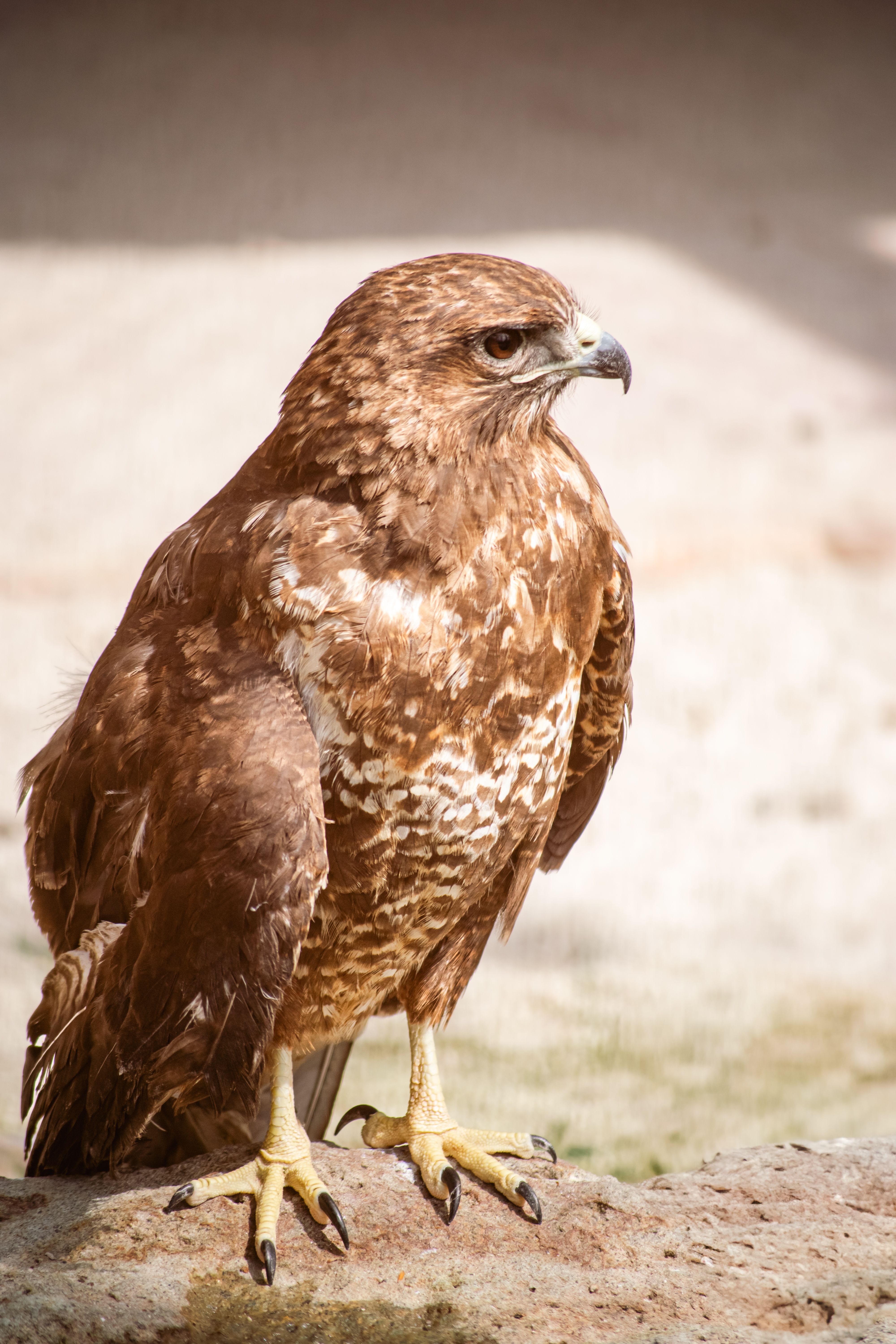 Majestic Red-tailed Hawk on Rock Perch · Free Stock Photo