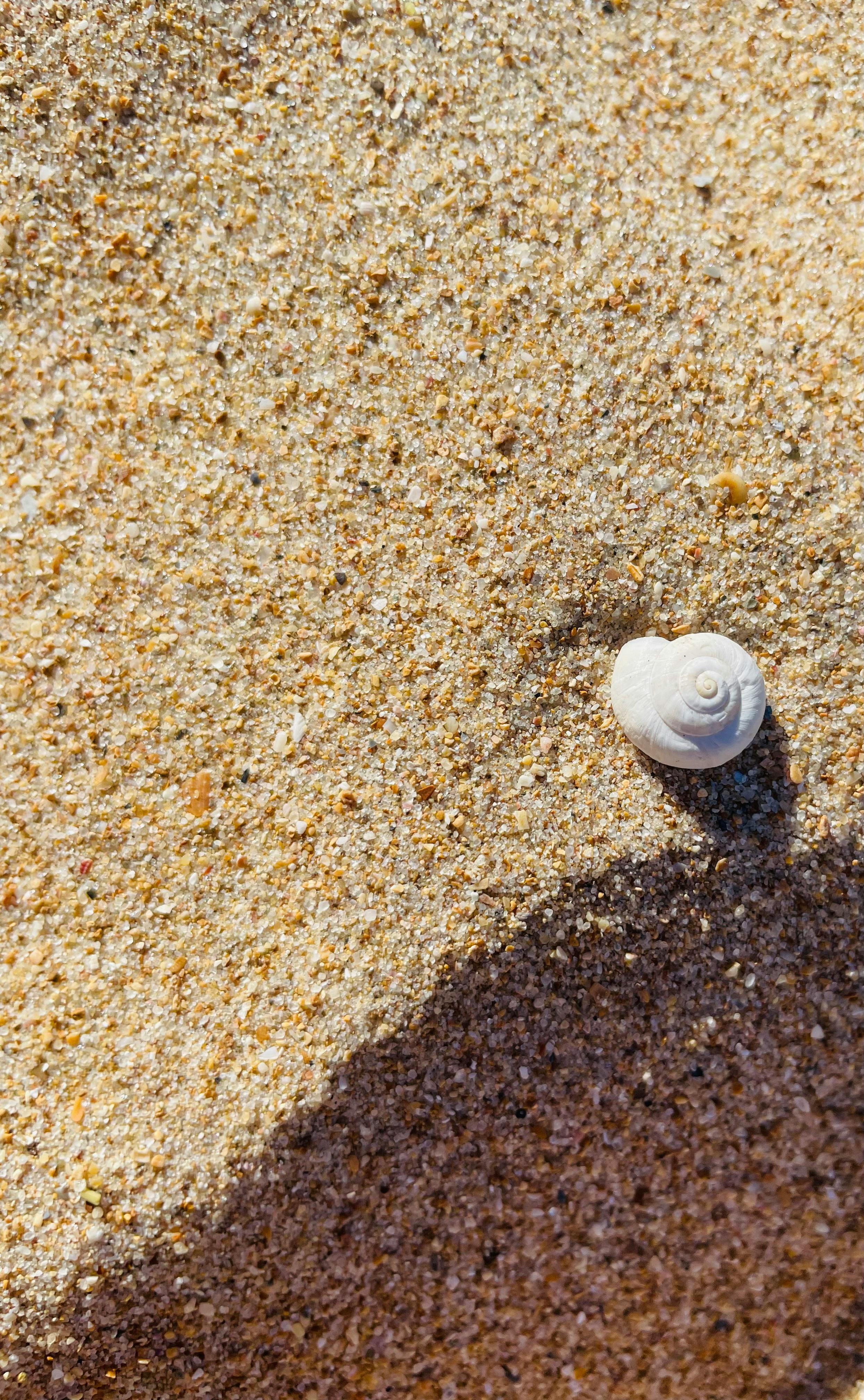 Seashell Photos, Download The BEST Free Seashell Stock Photos & HD Images