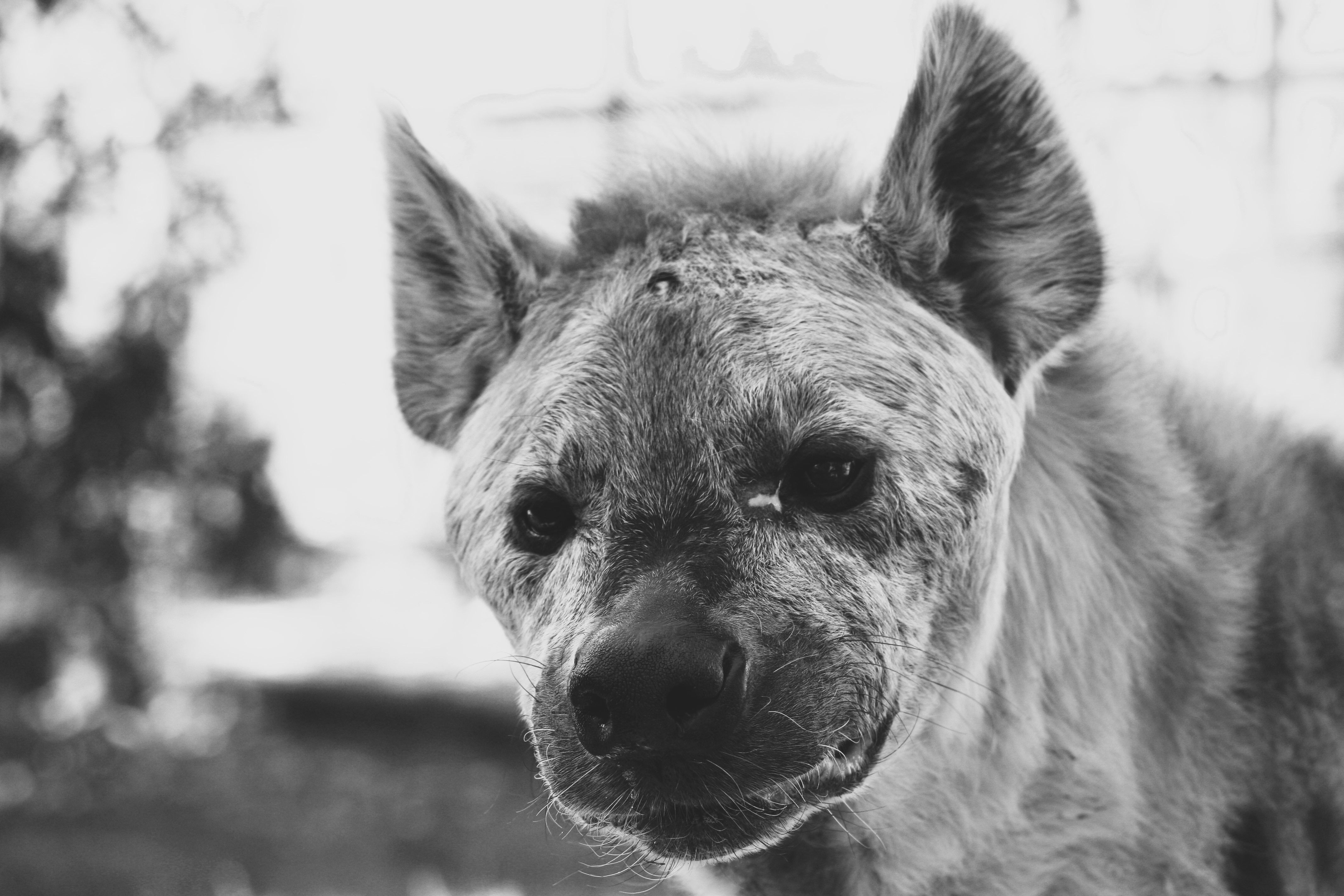 Zoo Speaking Photos, Download The BEST Free Zoo Speaking Stock Photos ...