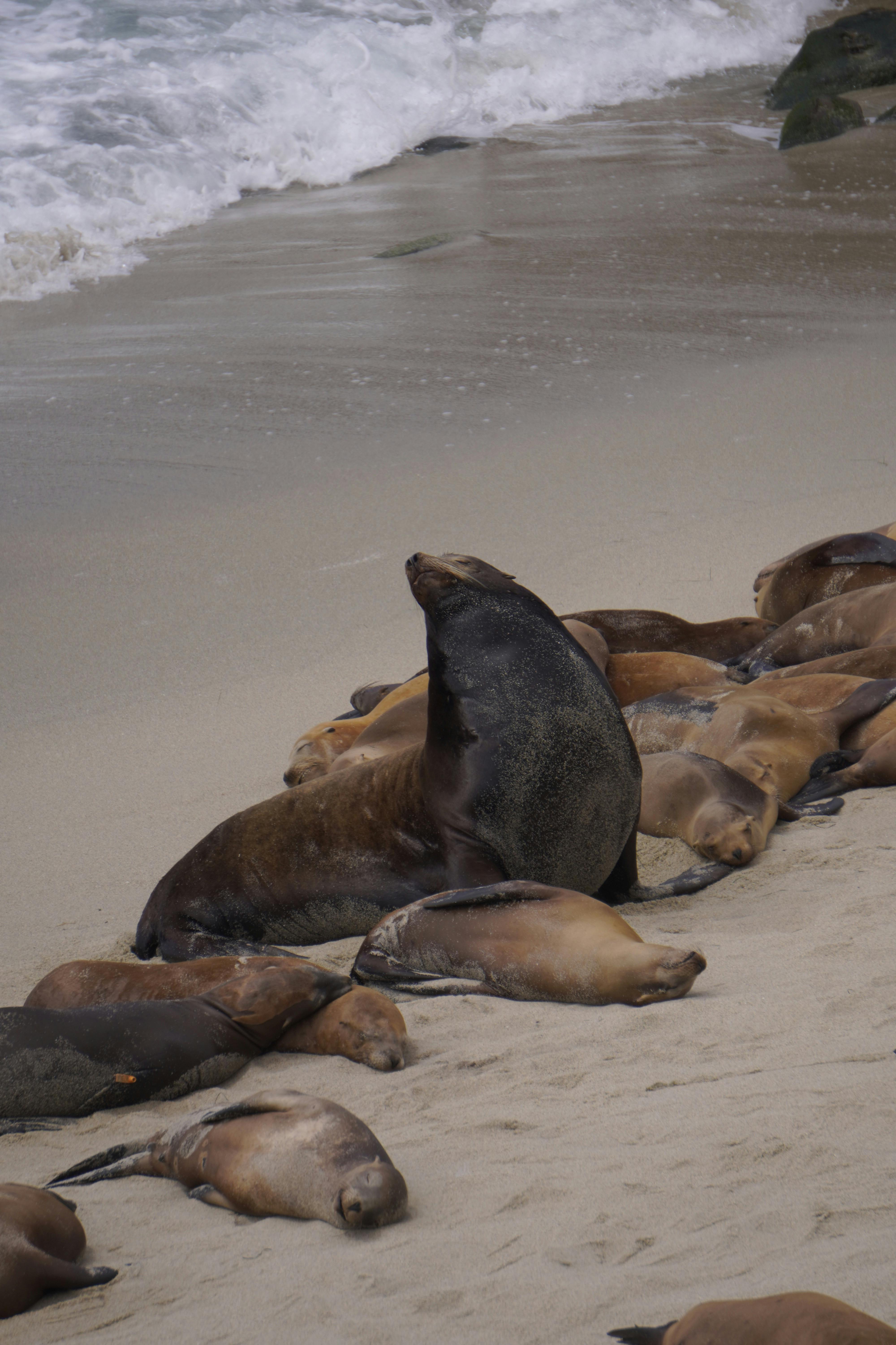 Crying Animals Photos, Download The BEST Free Crying Animals Stock ...