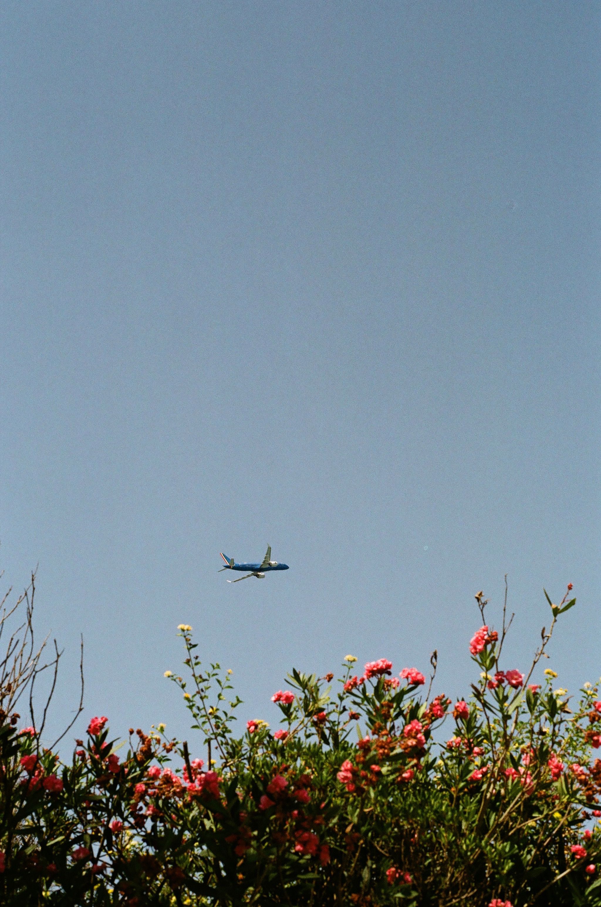 Airplane Soaring Over Blossoming Pink Flowers in Summer · Free Stock Photo