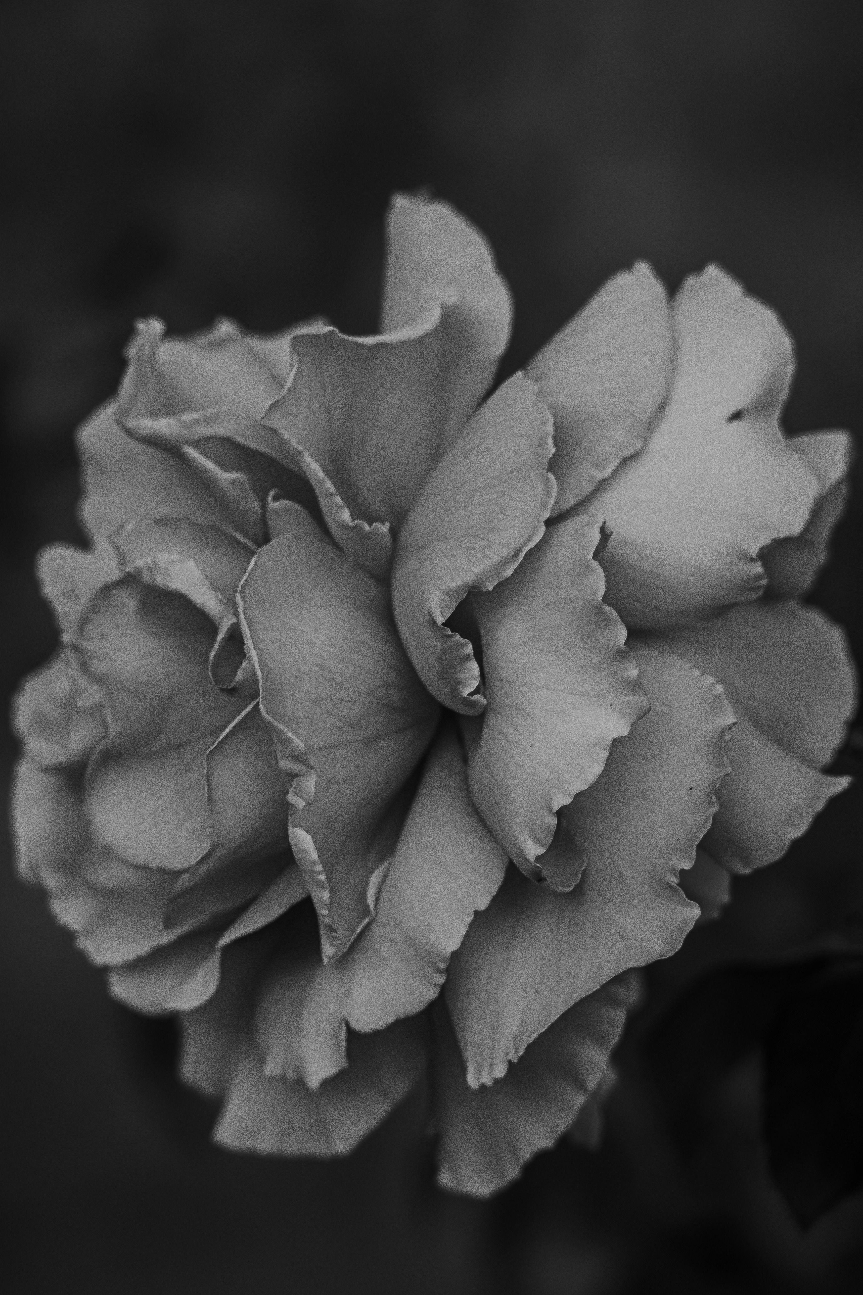 Dramatic Tone Photos, Download The BEST Free Dramatic Tone Stock Photos ...