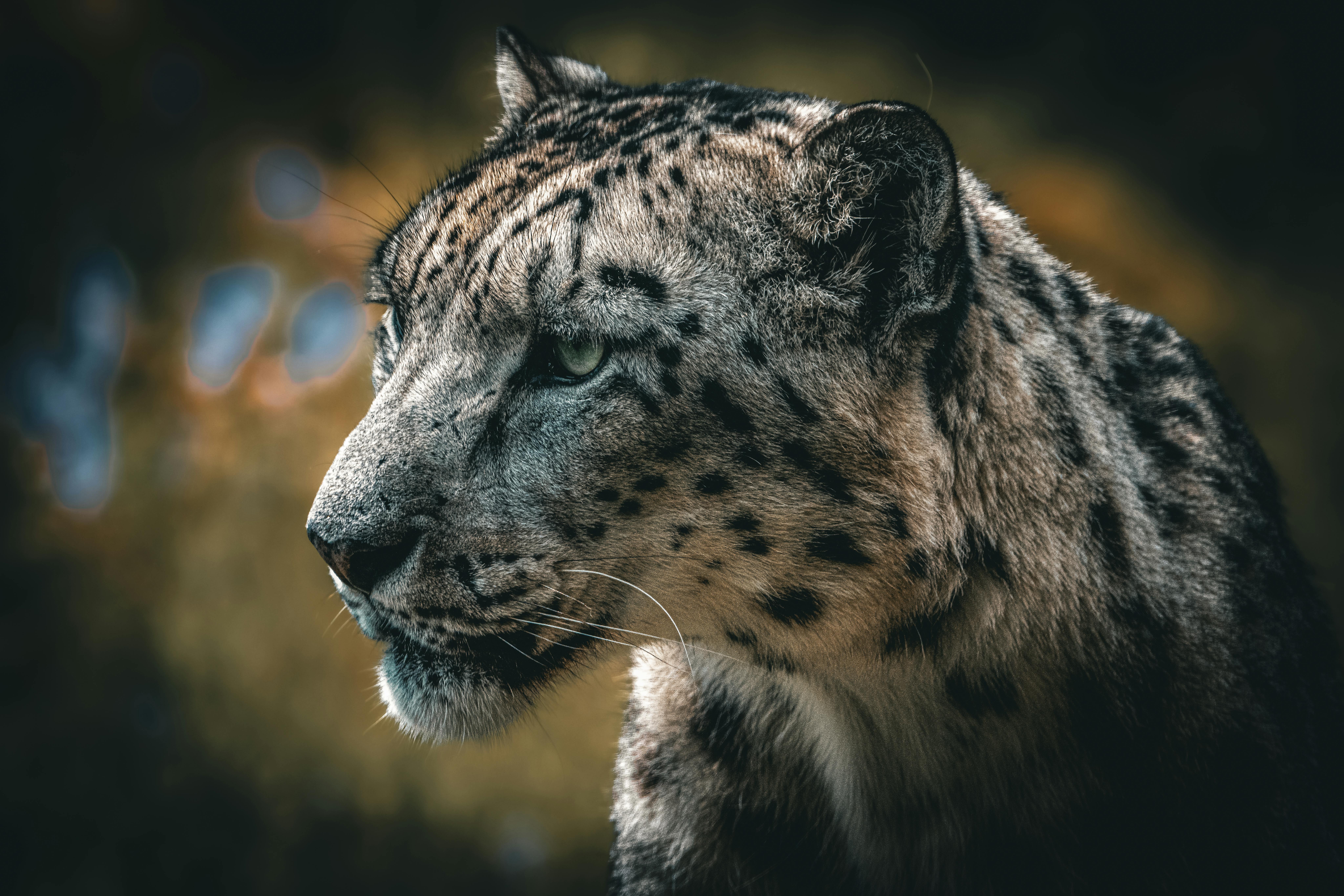 Snow Leopard Photos, Download The BEST Free Snow Leopard Stock Photos ...