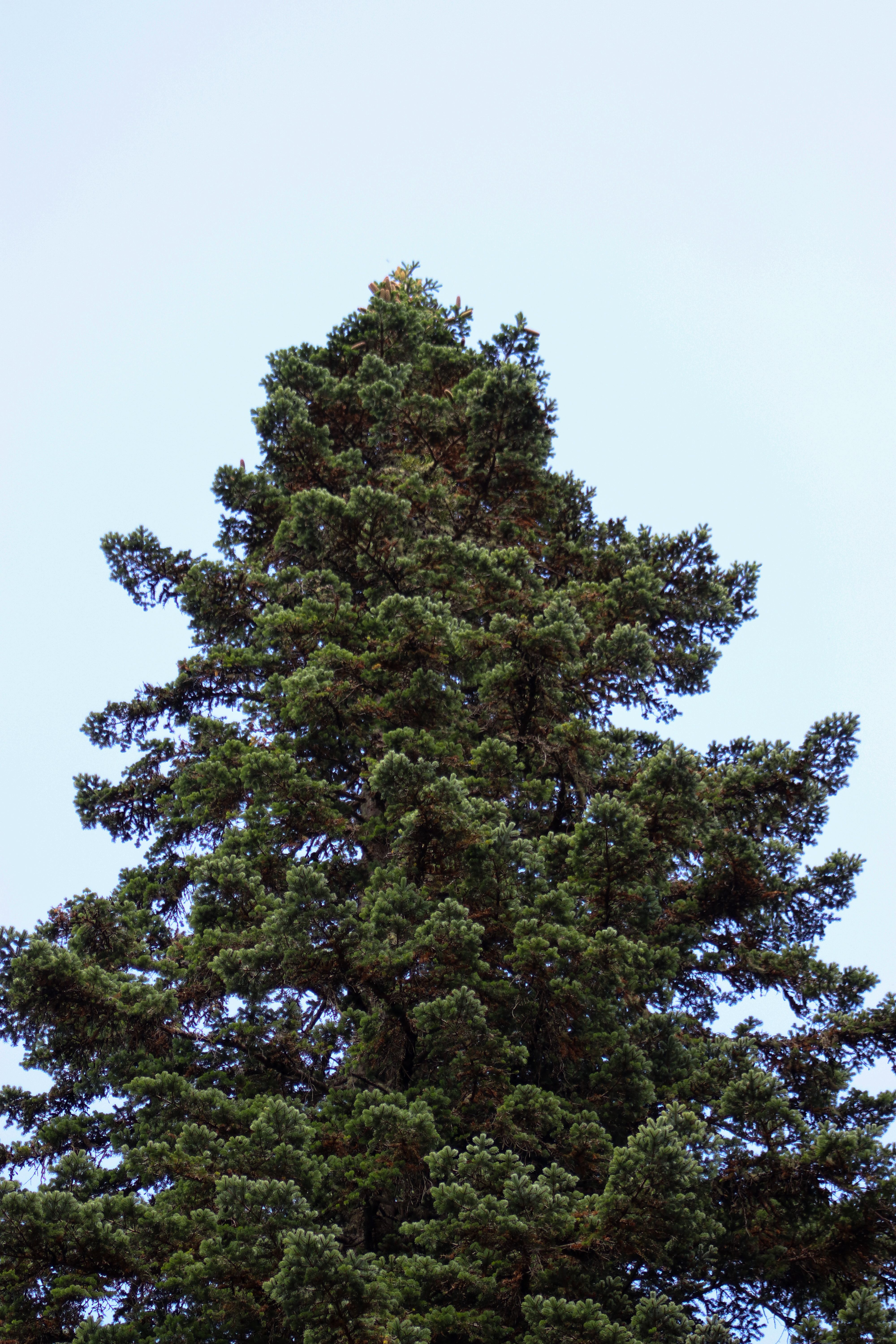 Tall Evergreen Tree Against Clear Blue Sky · Free Stock Photo