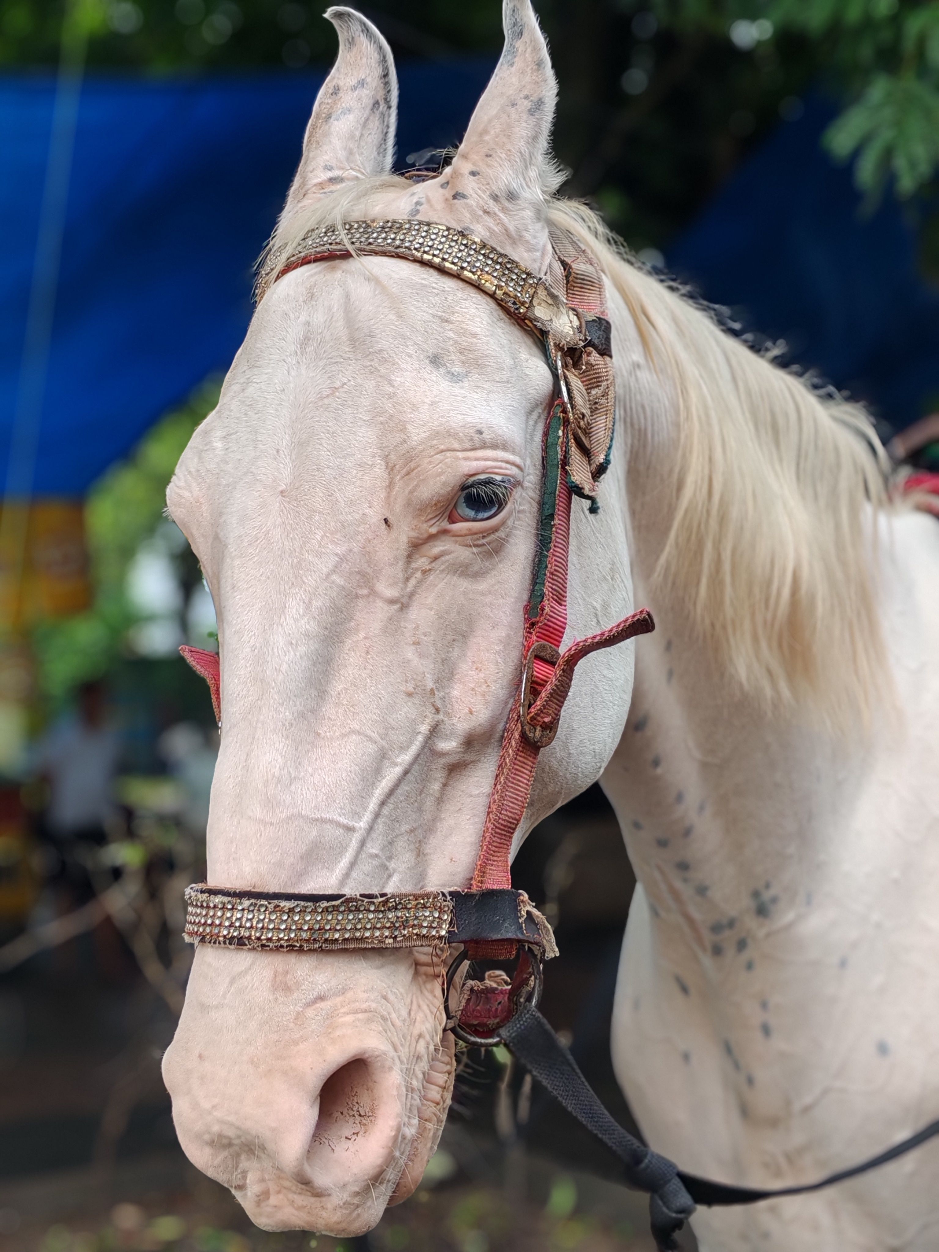 Mane Portrait Photos, Download The BEST Free Mane Portrait Stock Photos ...
