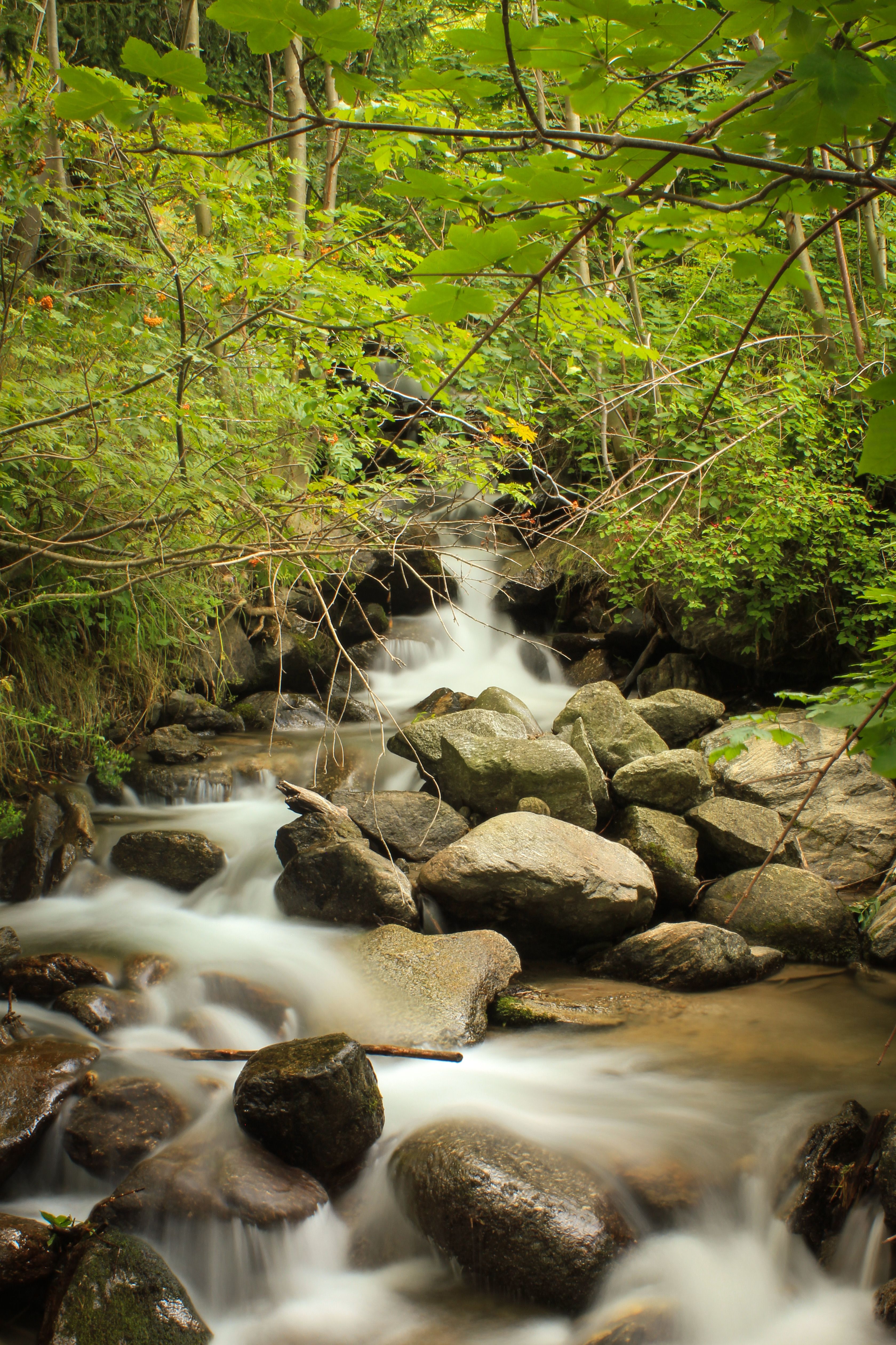 Serene Waterfall in Lush Forest Setting · Free Stock Photo