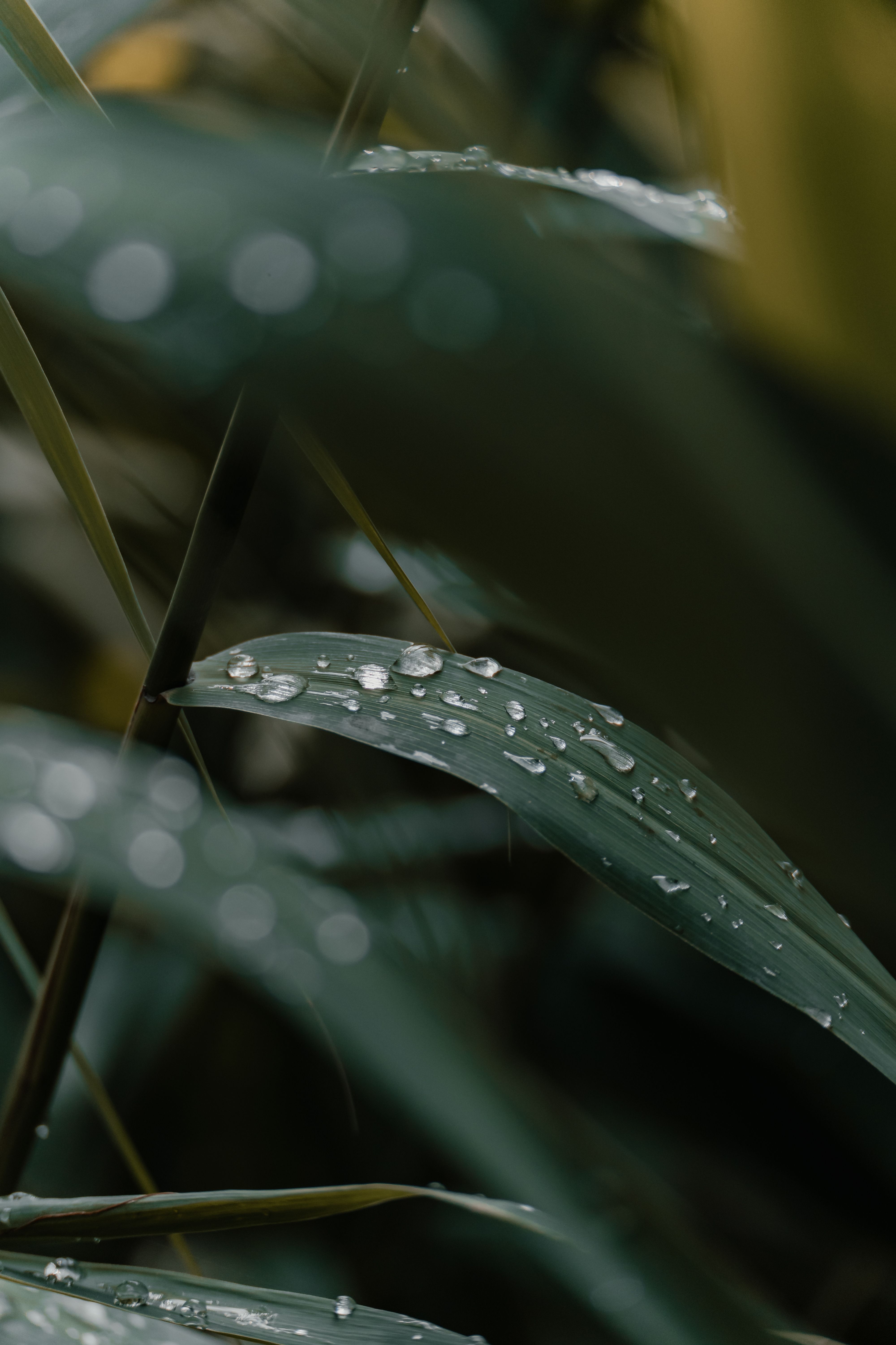 Dew-Dripping Leaves in a Lush Garden Setting · Free Stock Photo