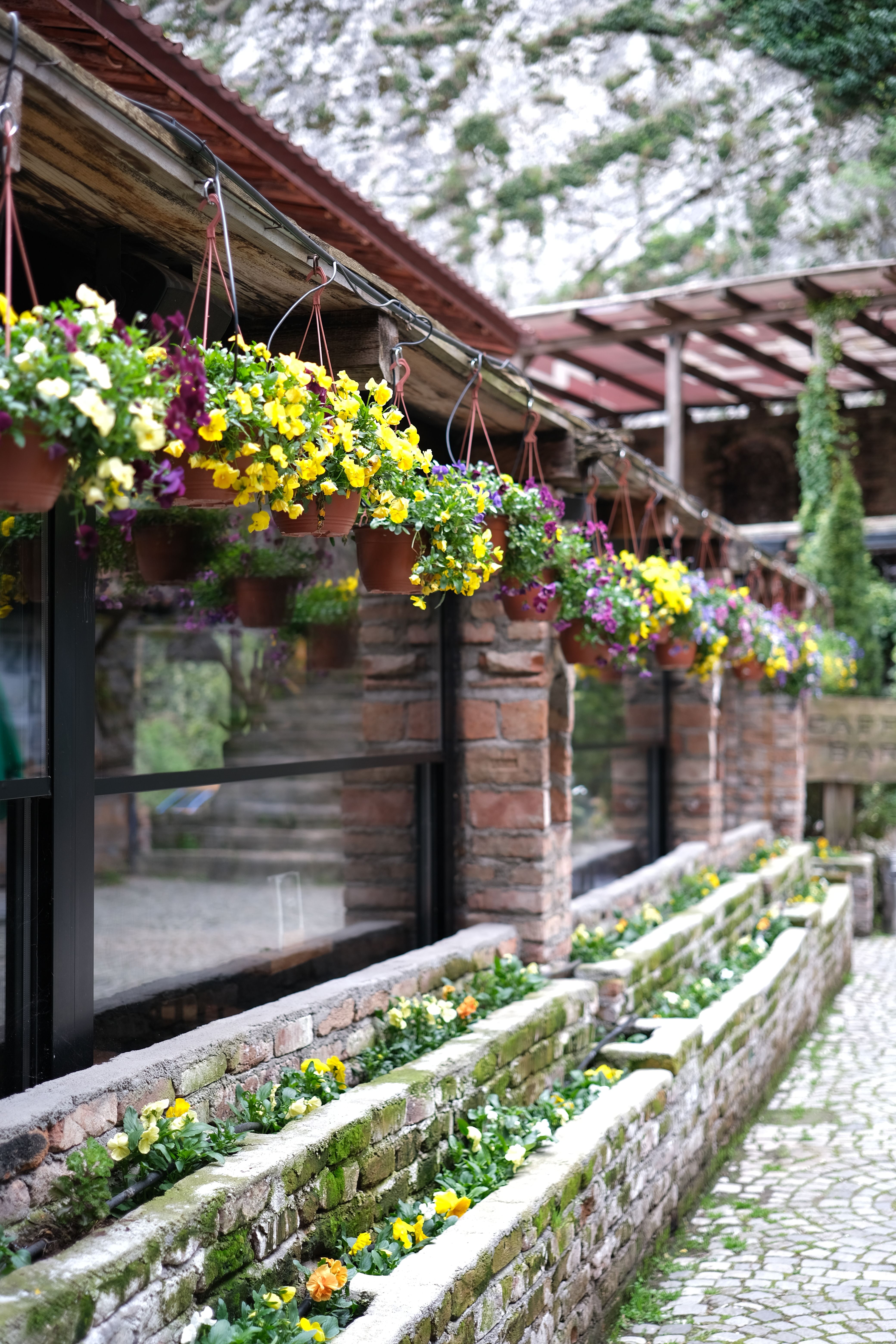 Flowers Everywhere Photos, Download The BEST Free Flowers Everywhere ...