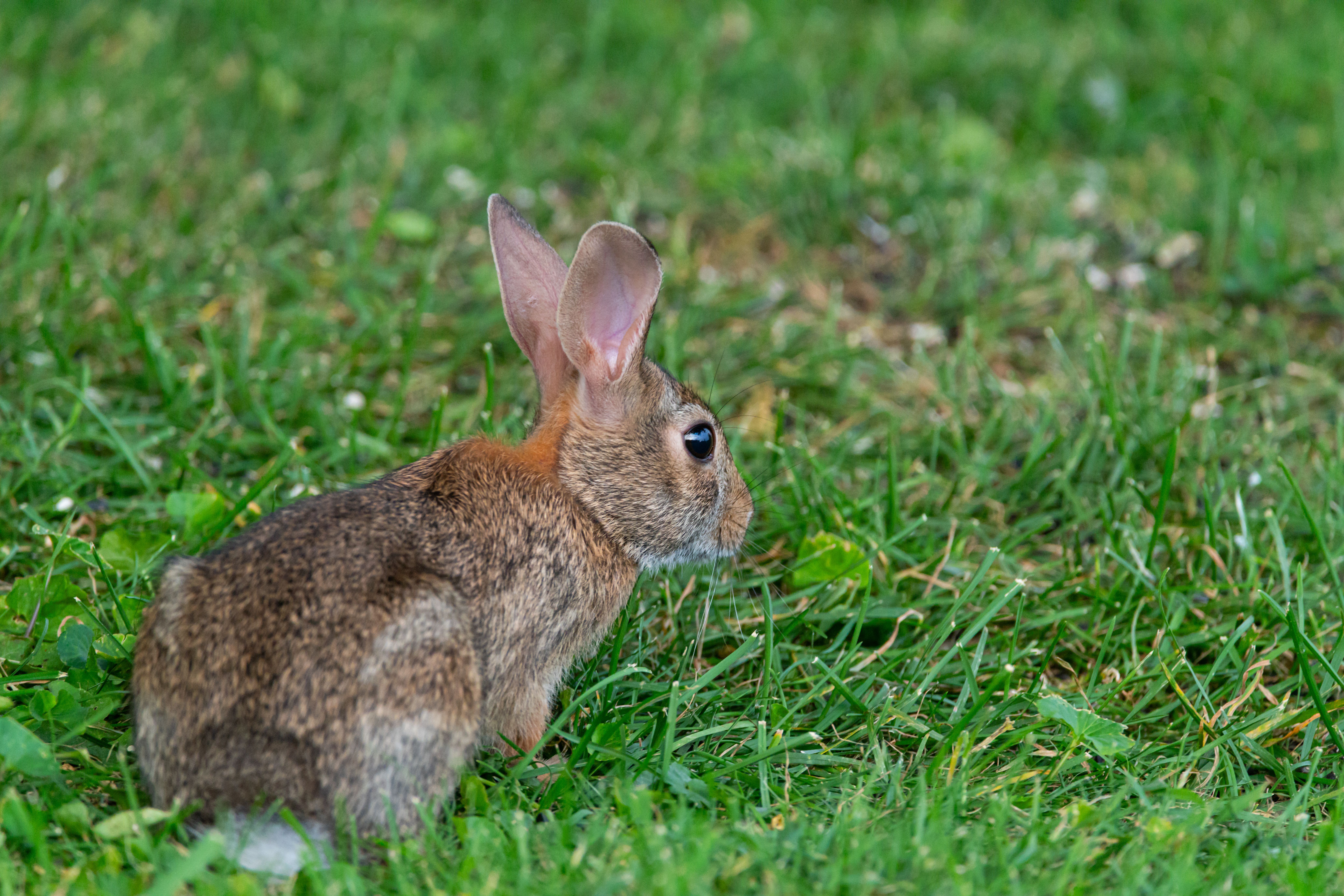 Eastern Cottontail Rabbit in Pennsylvania Grass · Free Stock Photo
