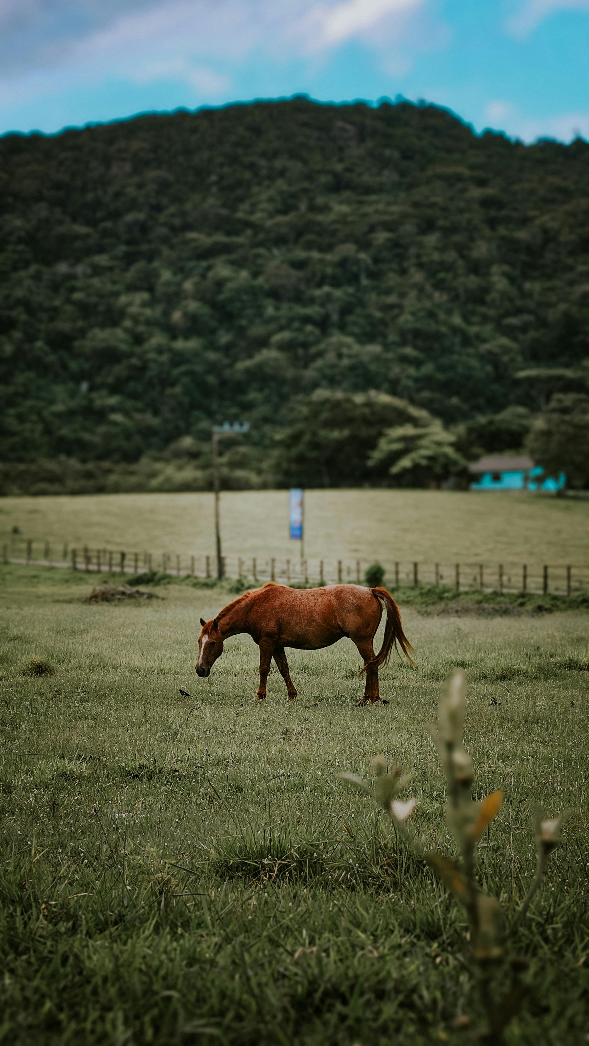 Ranch Photos, Download The BEST Free Ranch Stock Photos & HD Images