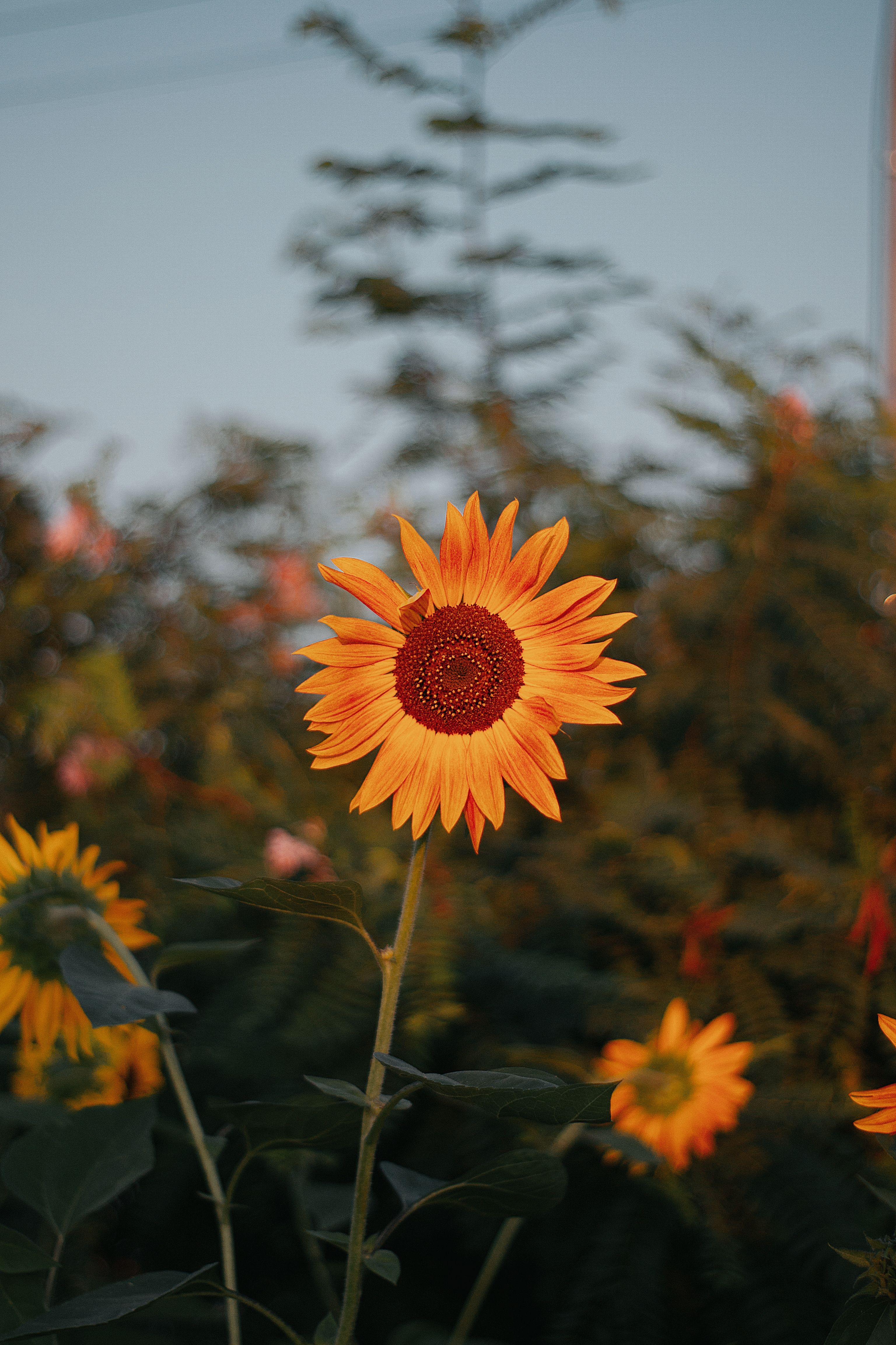 Yay Photos, Download The BEST Free Yay Stock Photos & HD Images