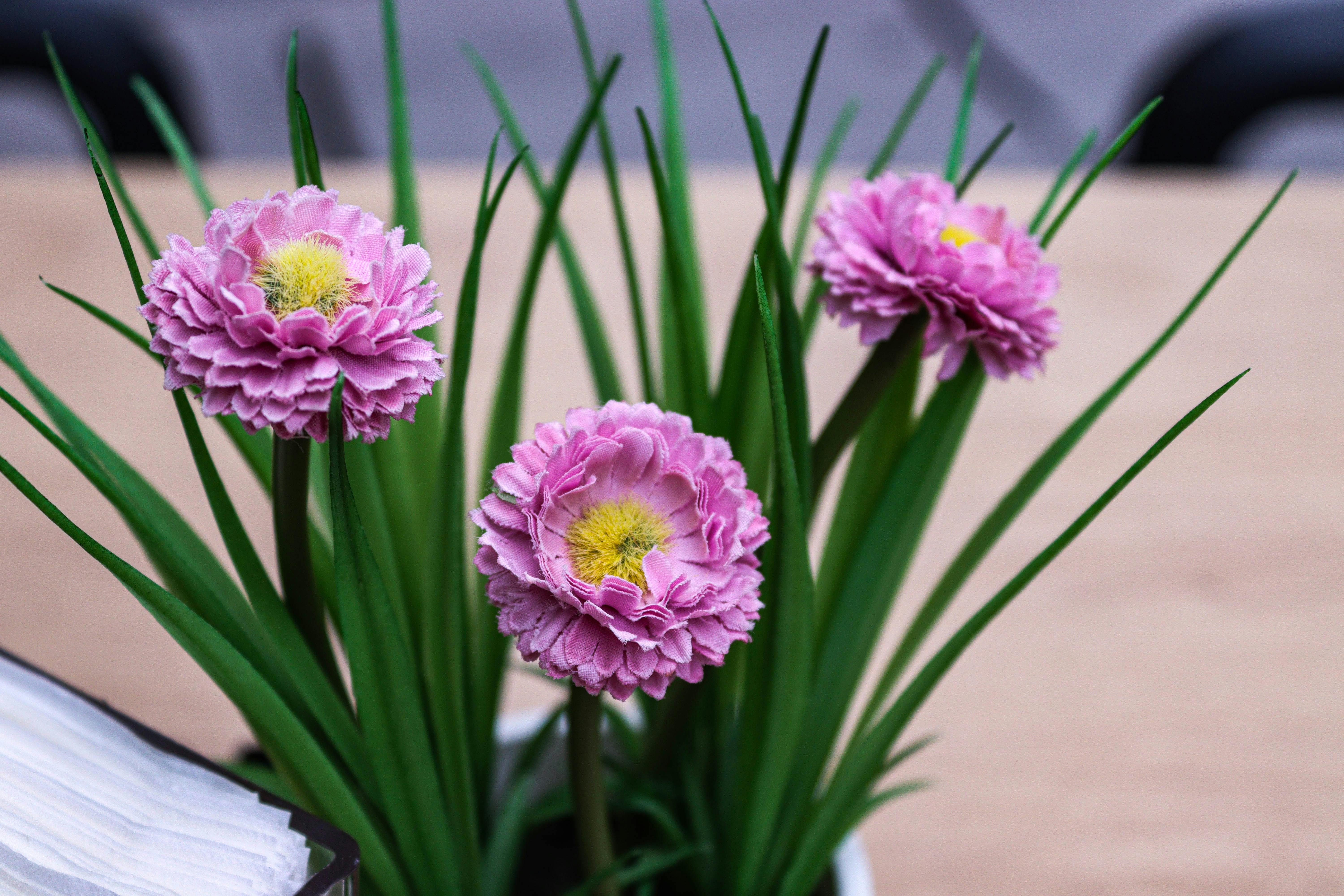 Cfakes+Fakes Photos, Download The BEST Free Cfakes+Fakes Stock Photos ...