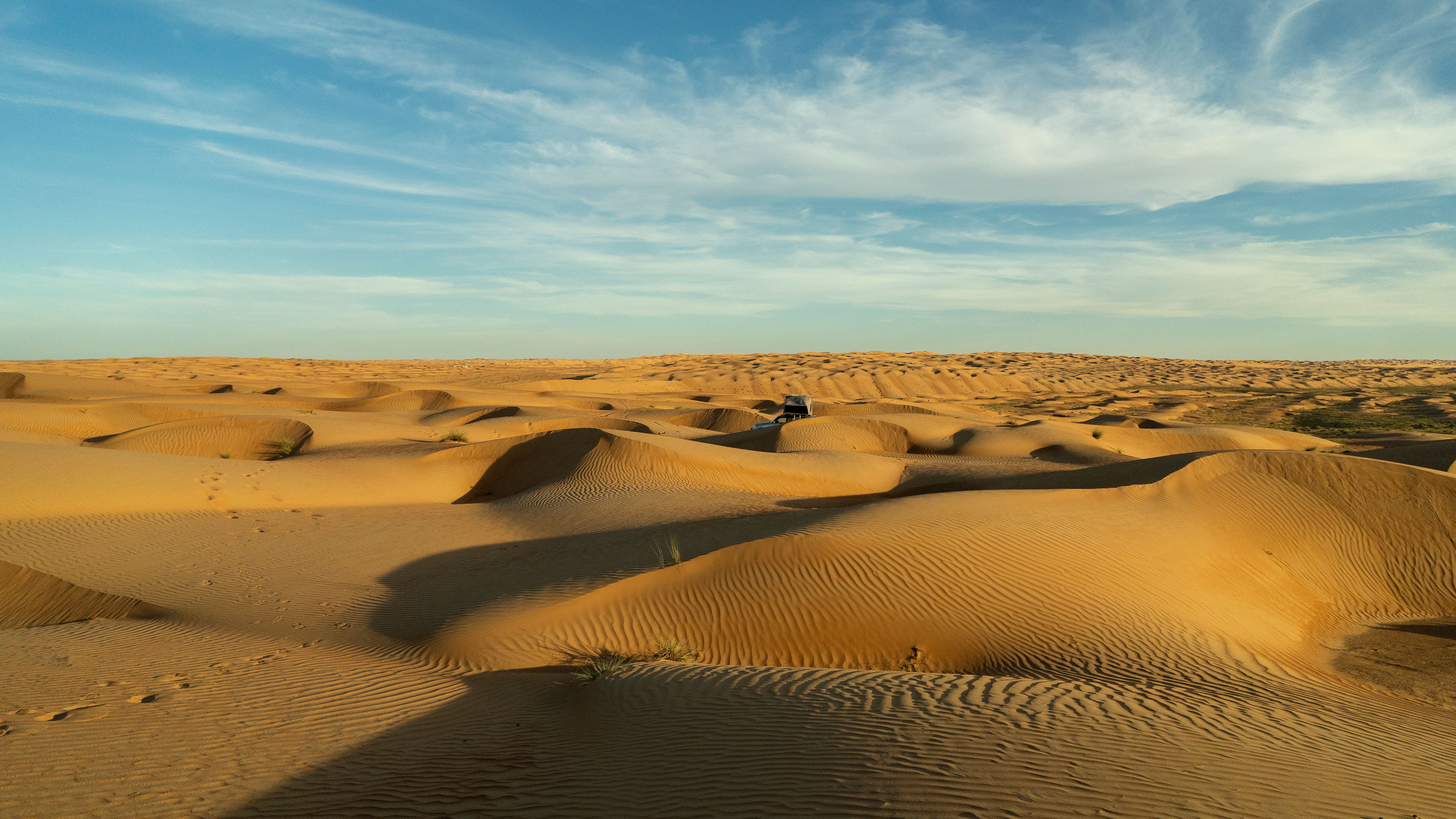 Green Grasses on Sahara Desert · Free Stock Photo