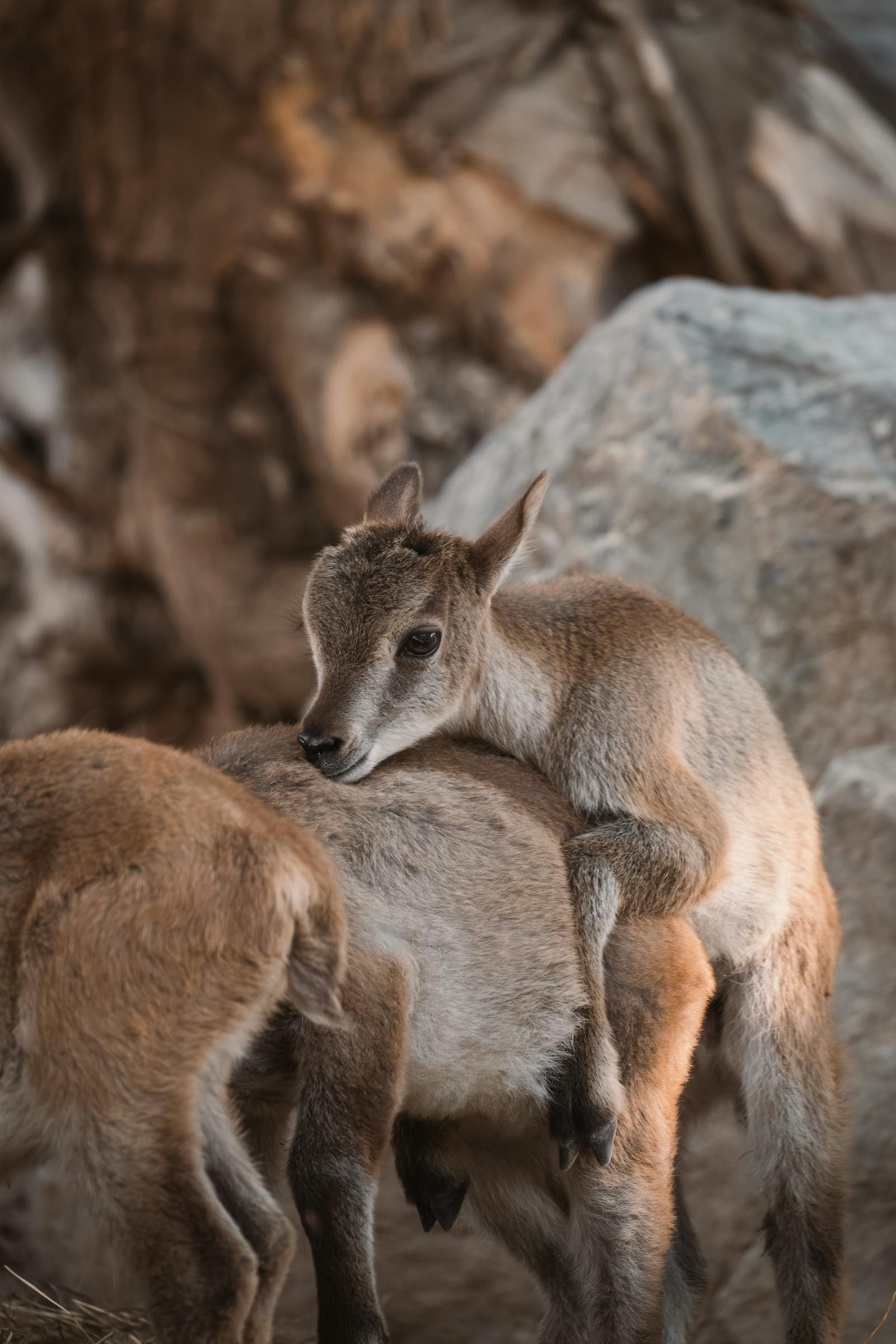 4k Goat Wallpaper Photos, Download The BEST Free 4k Goat Wallpaper ...